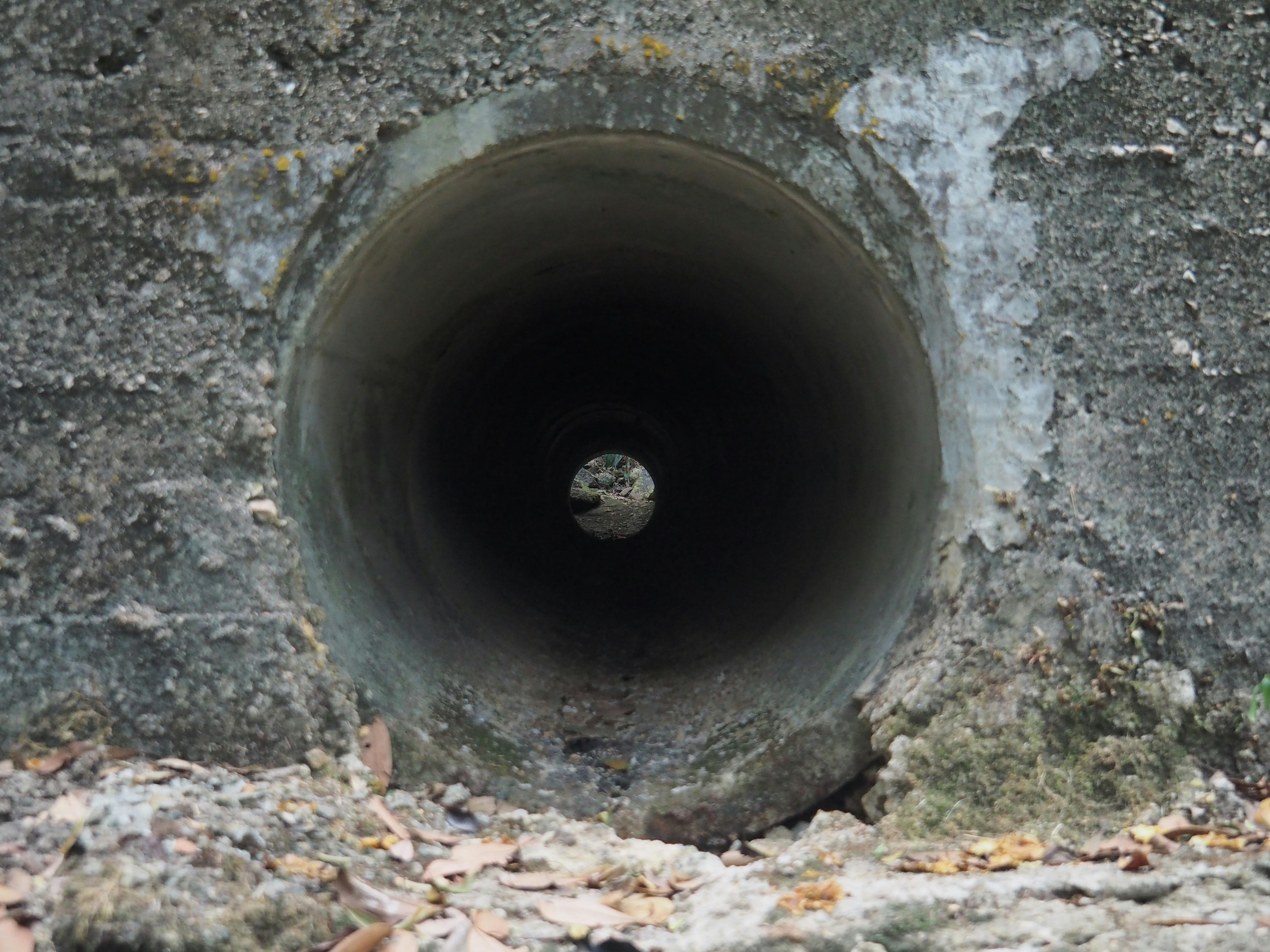 terry narcissan tsui — Фотография