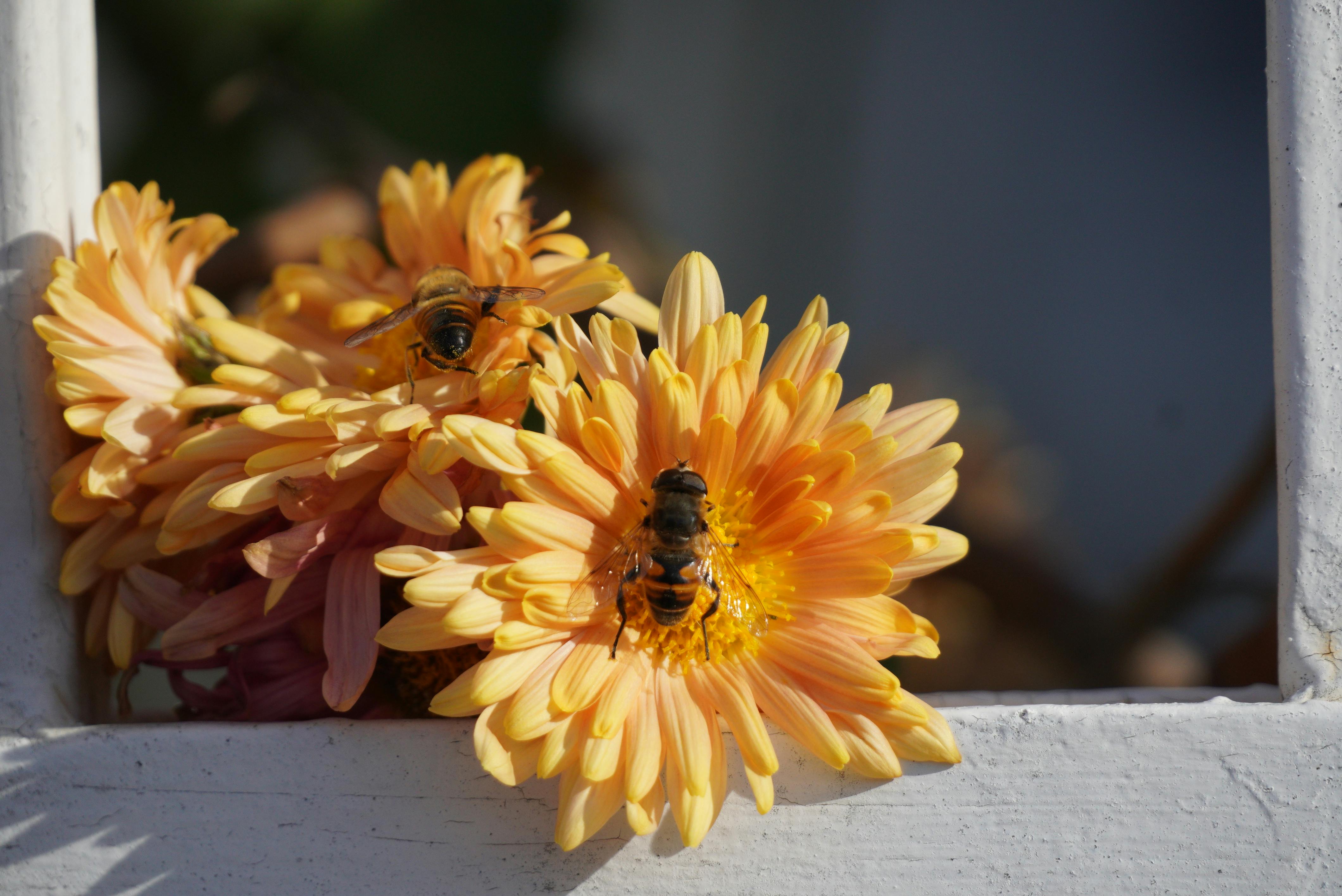 Bees on Yellow Flowers · Free Stock Photo