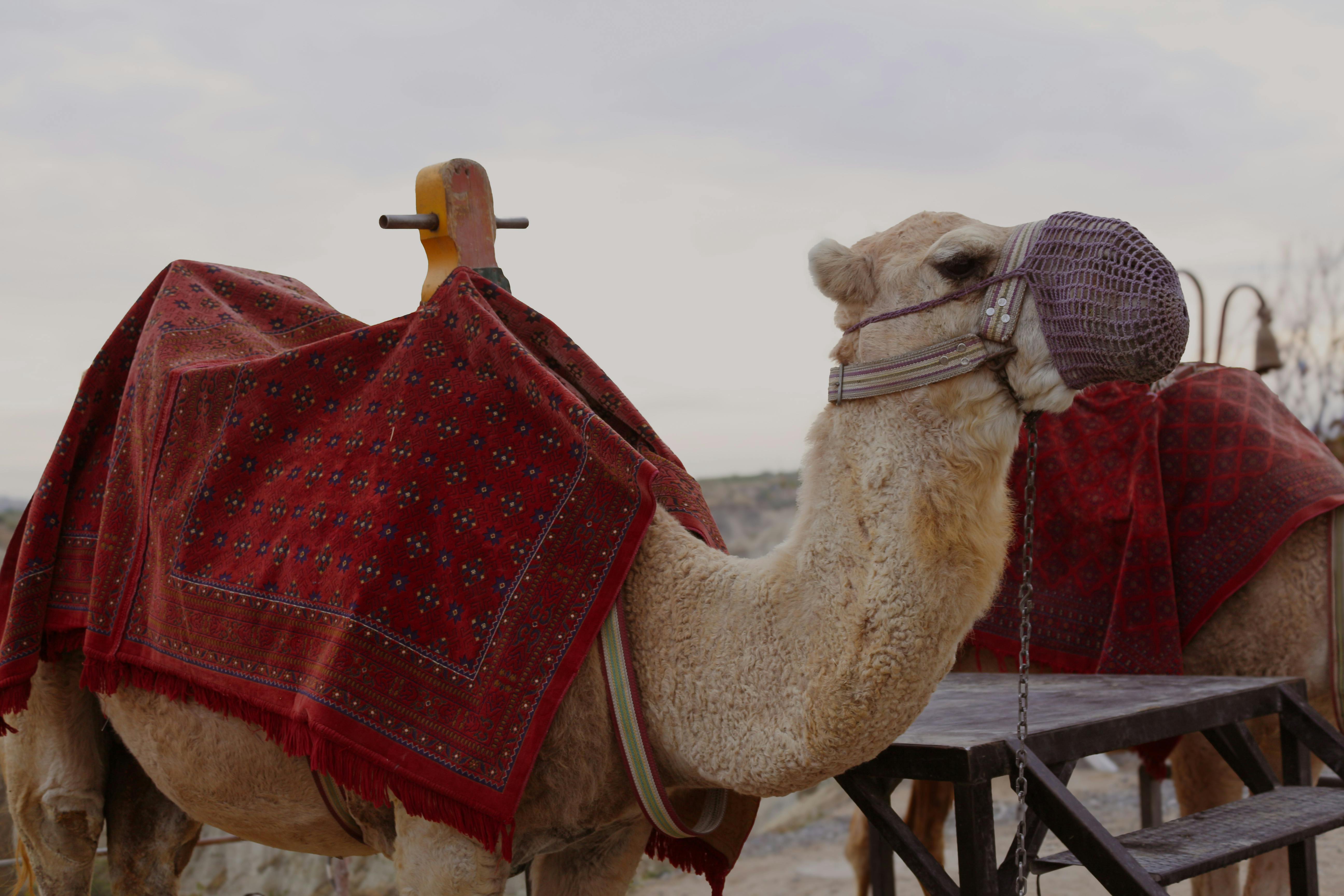 Camel with a Red Camel Saddle · Free Stock Photo