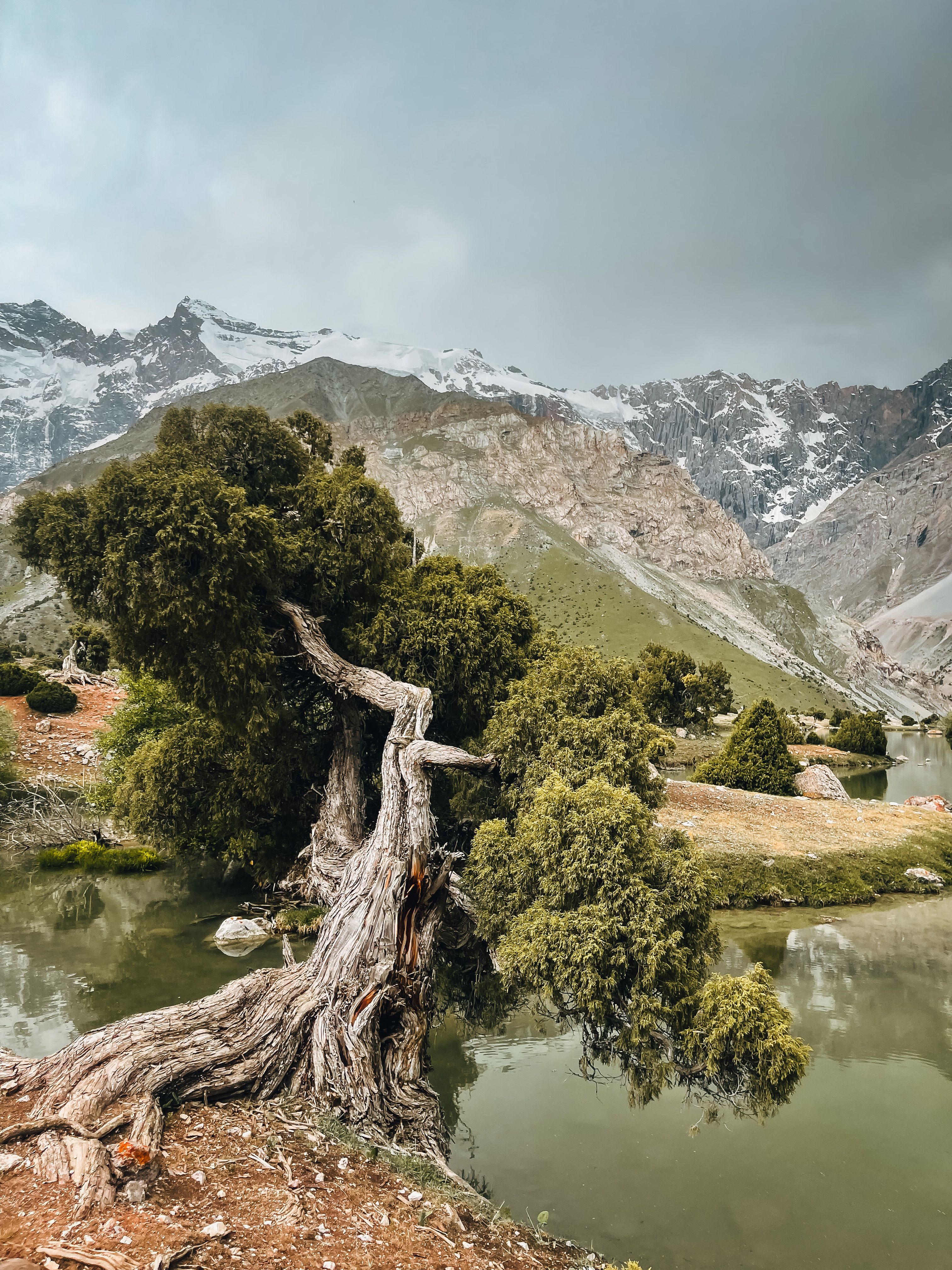 Big Tree with Mountains in the Background · Free Stock Photo