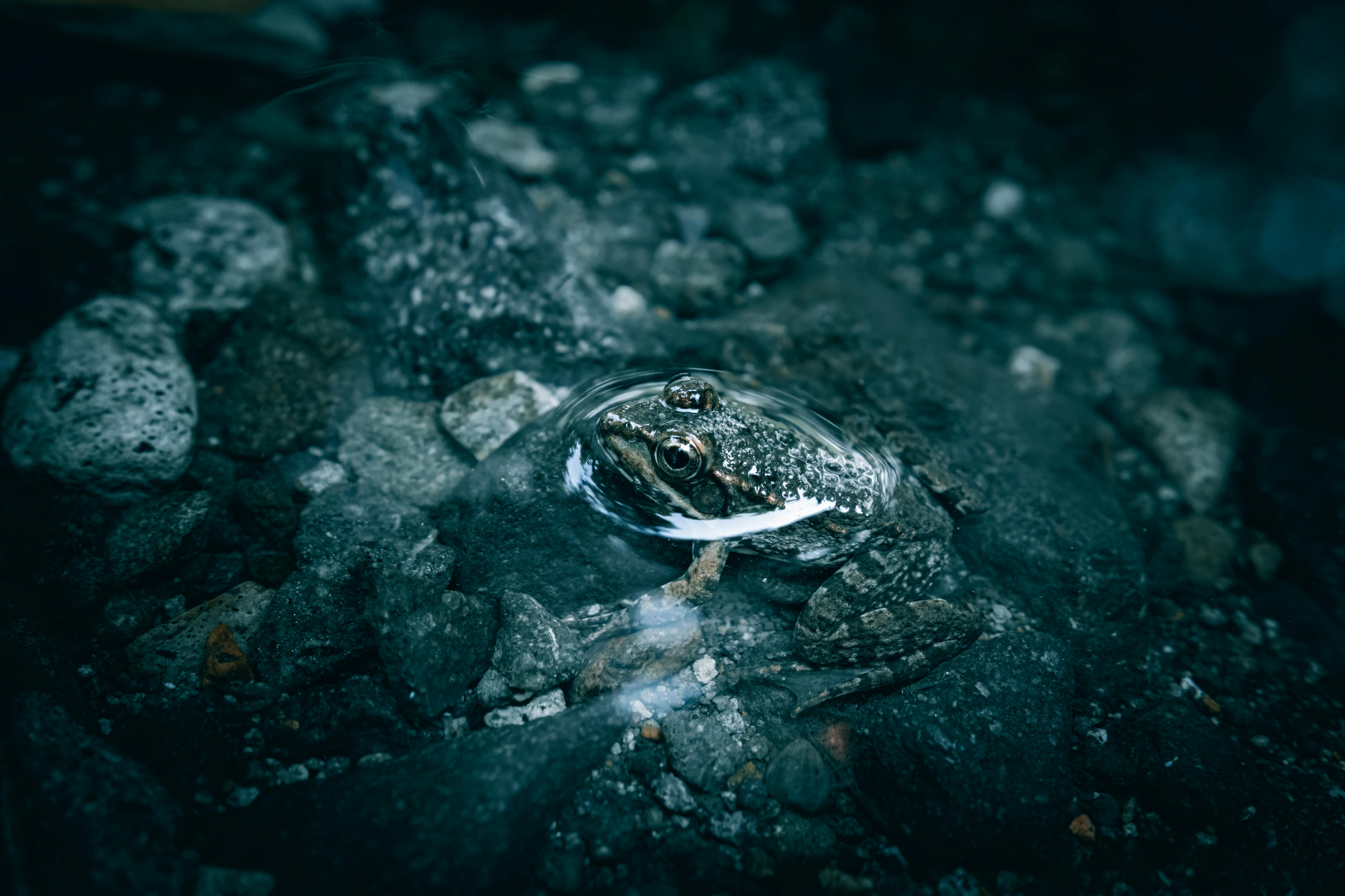 Frog Sitting on a Rock Underwater · Free Stock Photo