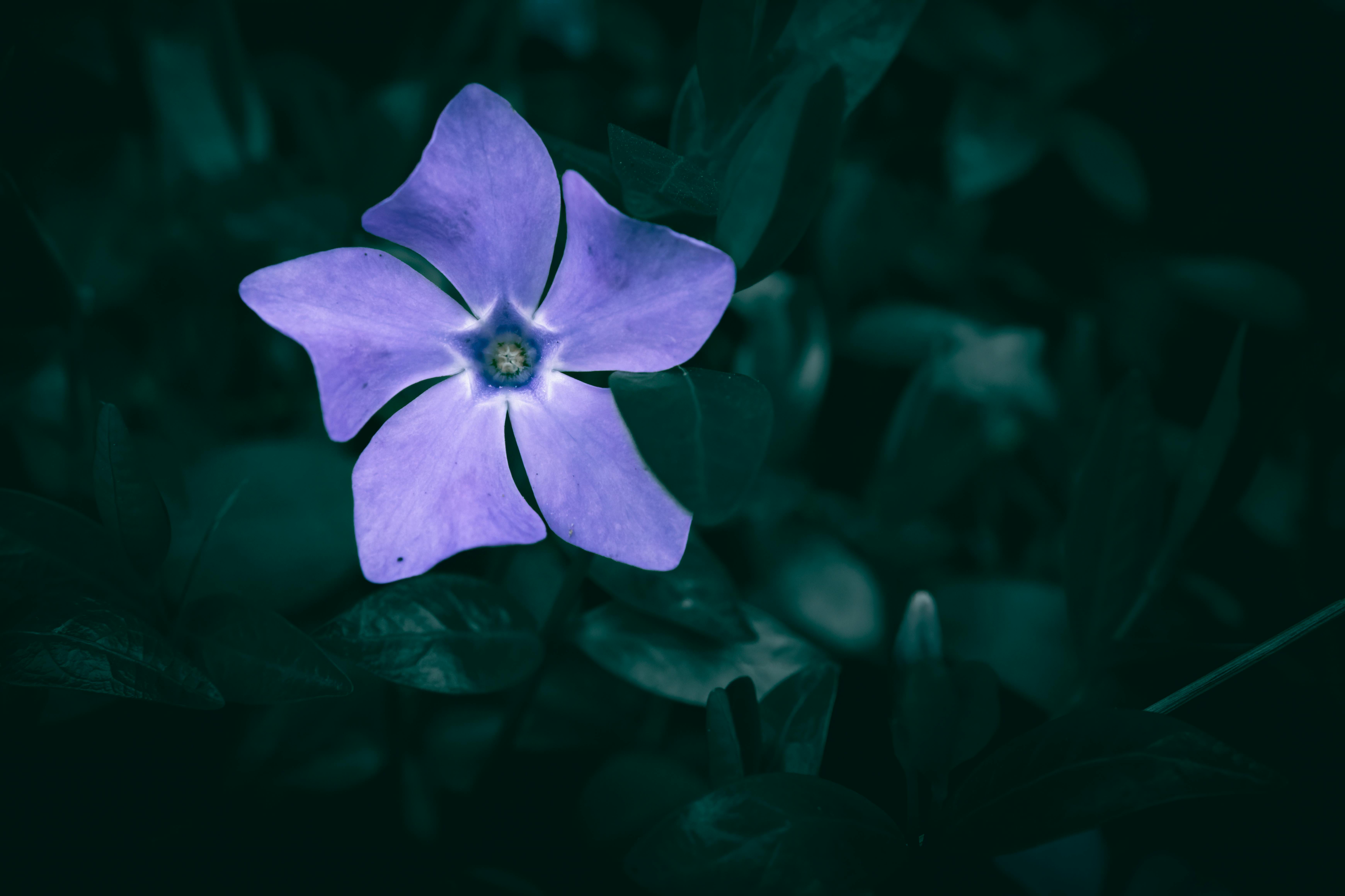 A close up of a purple Common Periwinkle flower · Free Stock Photo