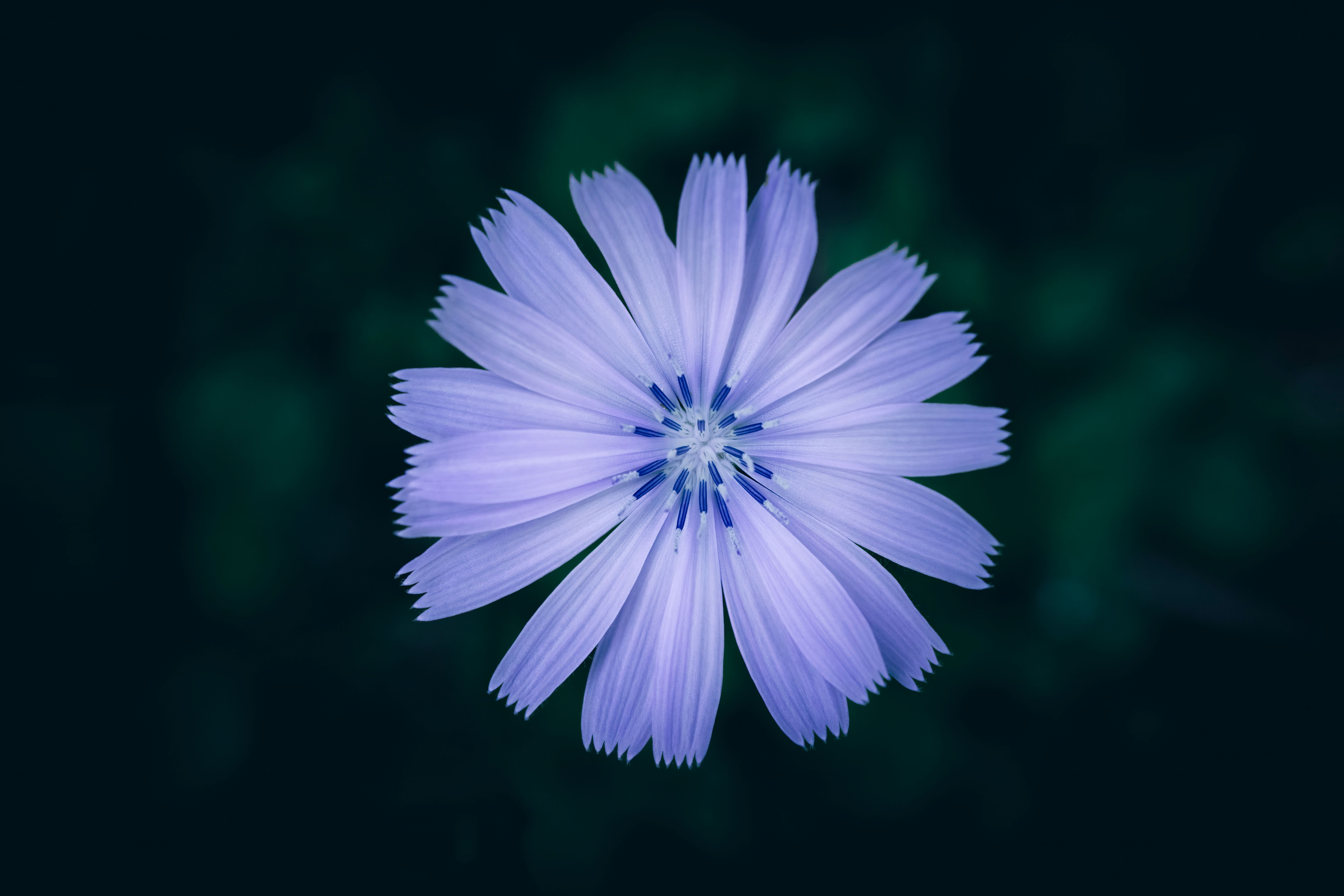 A close up of a purple meadow Chicory flower · Free Stock Photo