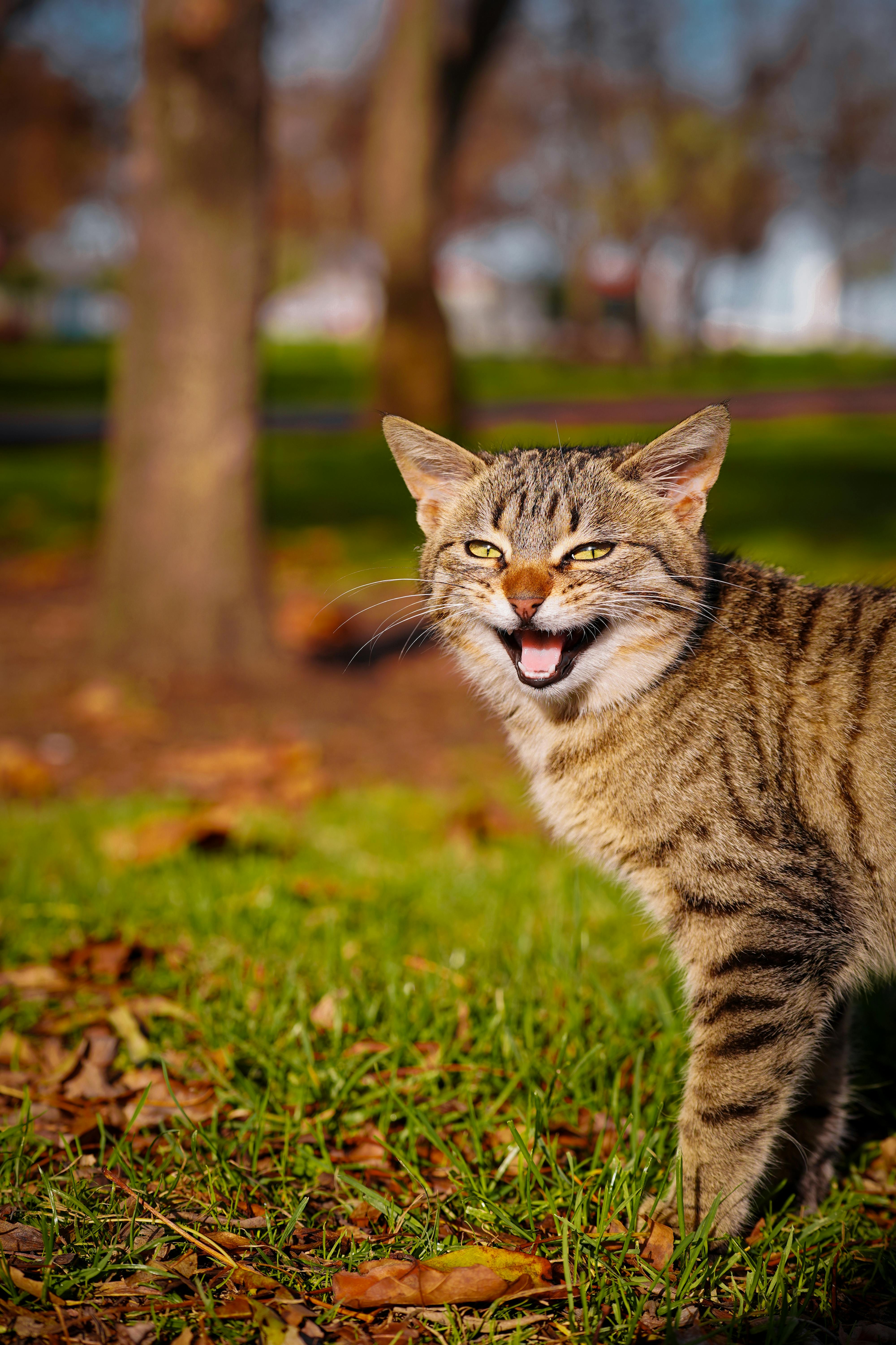 Brown Cat in a Park in Fall · Free Stock Photo