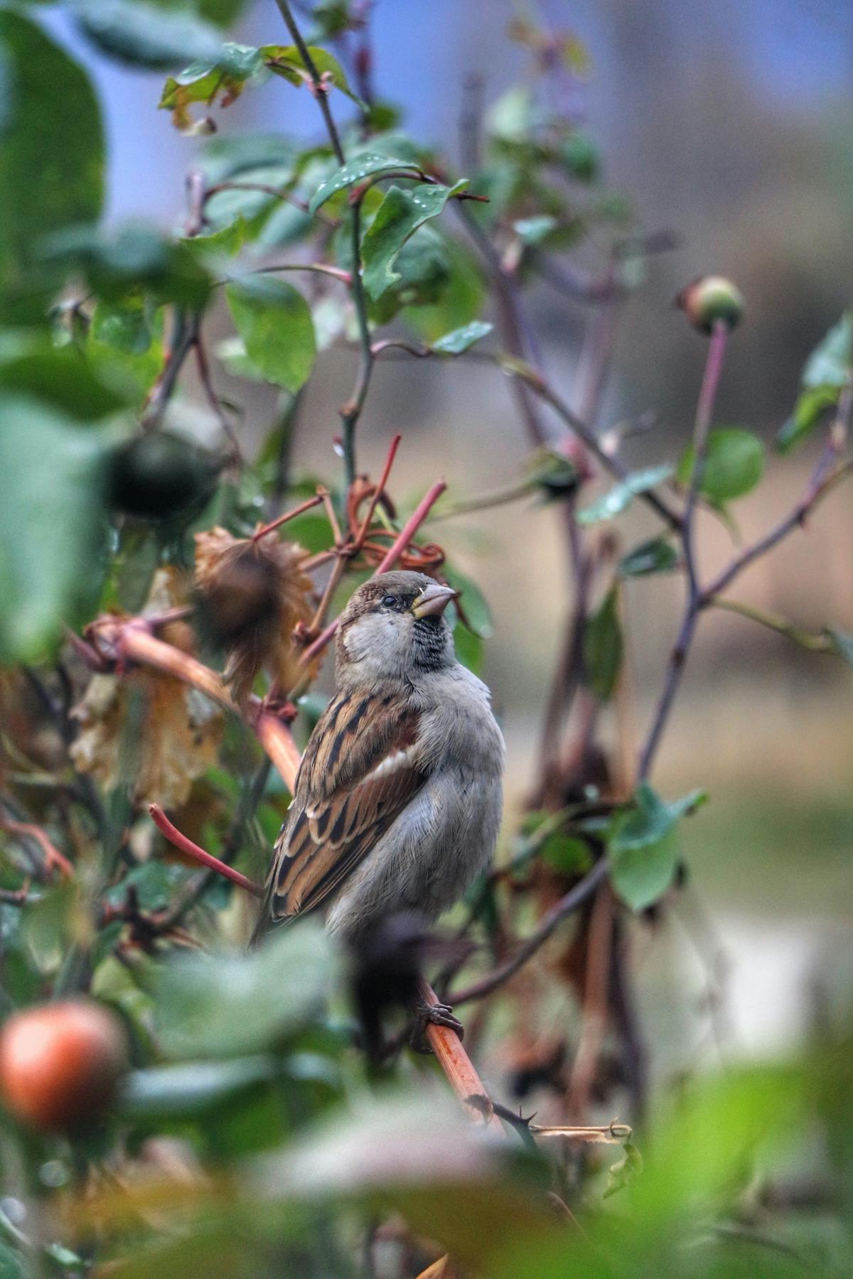 Sparrow Wheat Photos, Download The BEST Free Sparrow Wheat Stock Photos ...