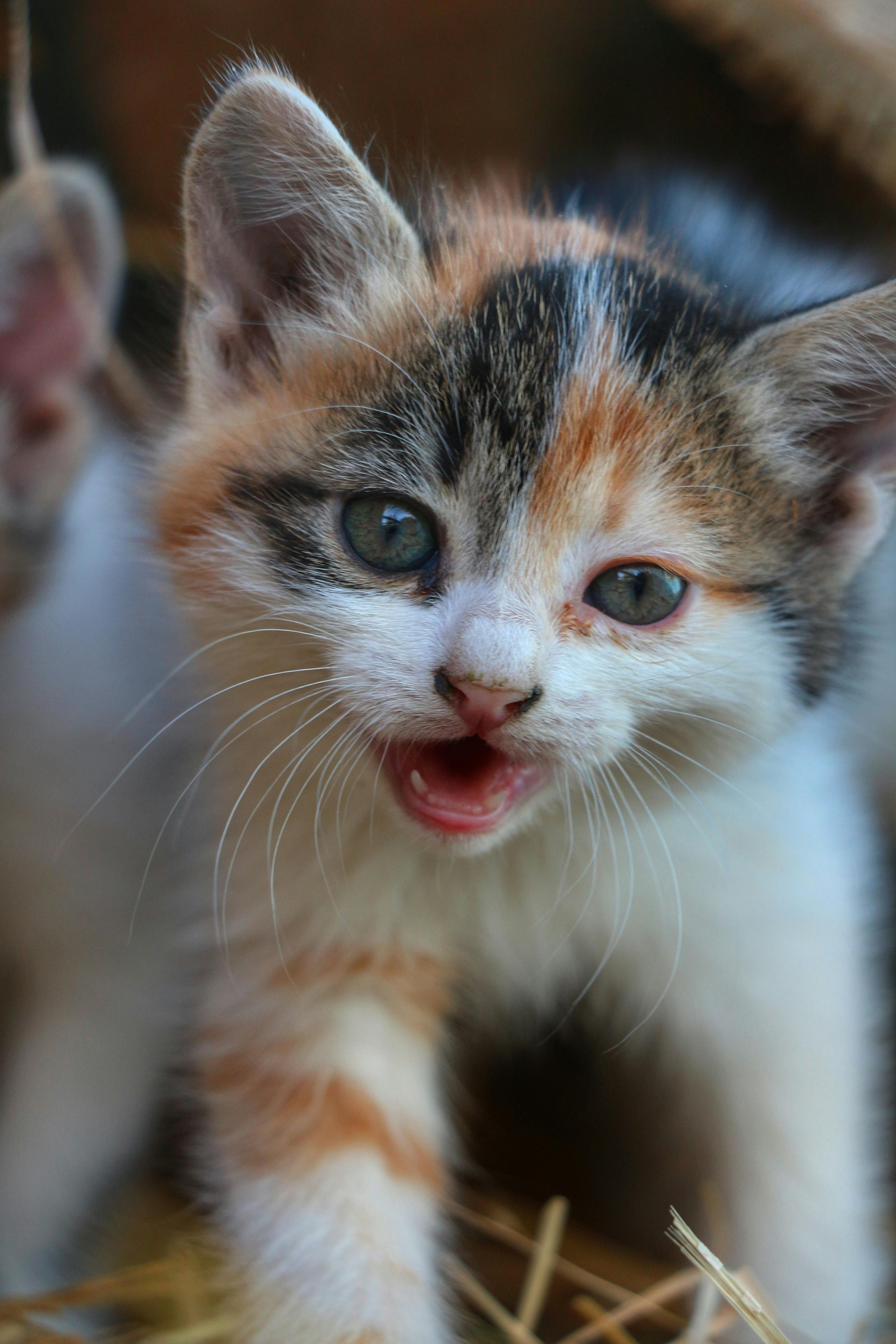 Closeup Up Photography of Tri Color Kitten · Free Stock Photo