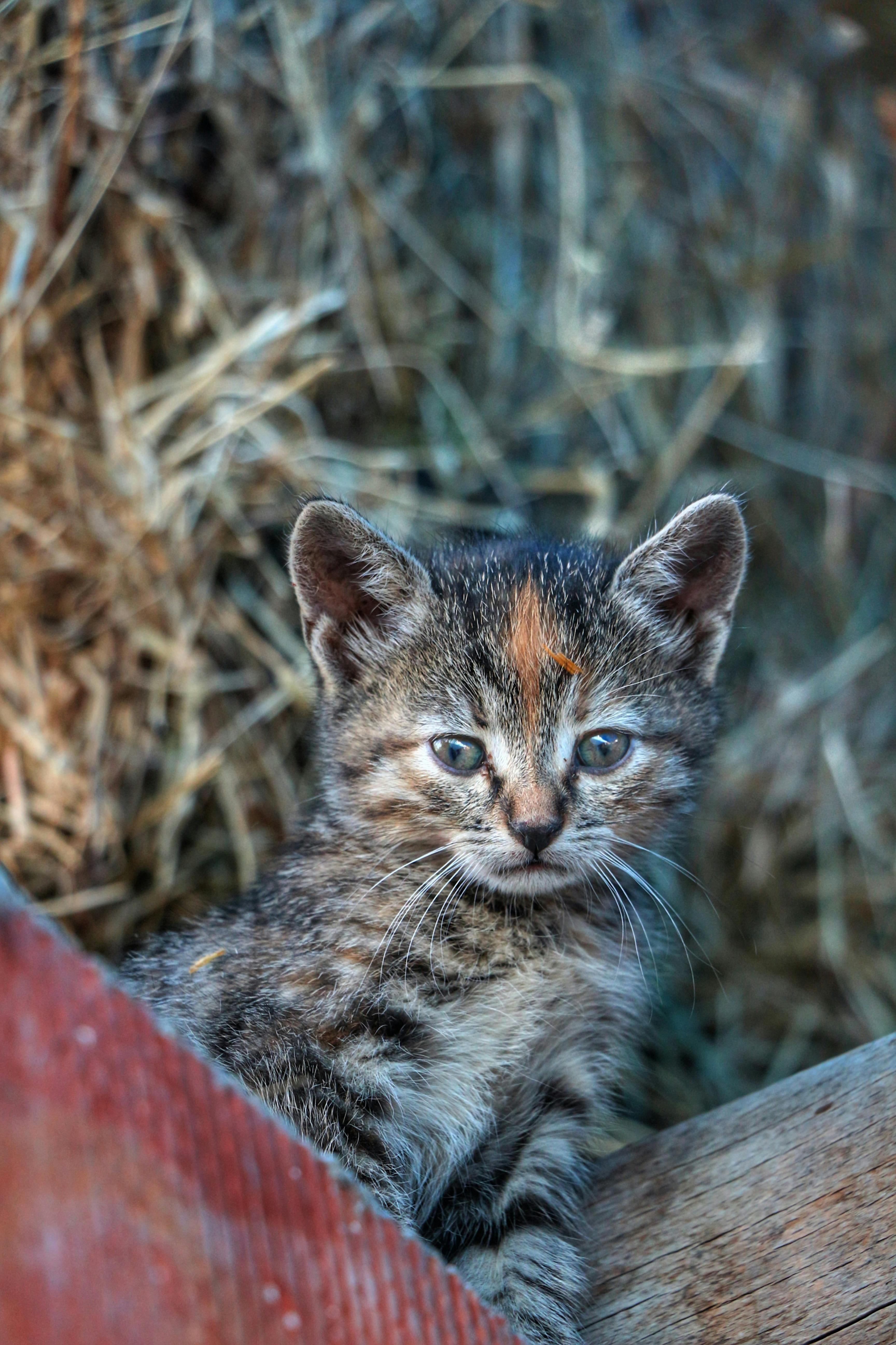 Small Tabby Cat Sitting in Hay · Free Stock Photo