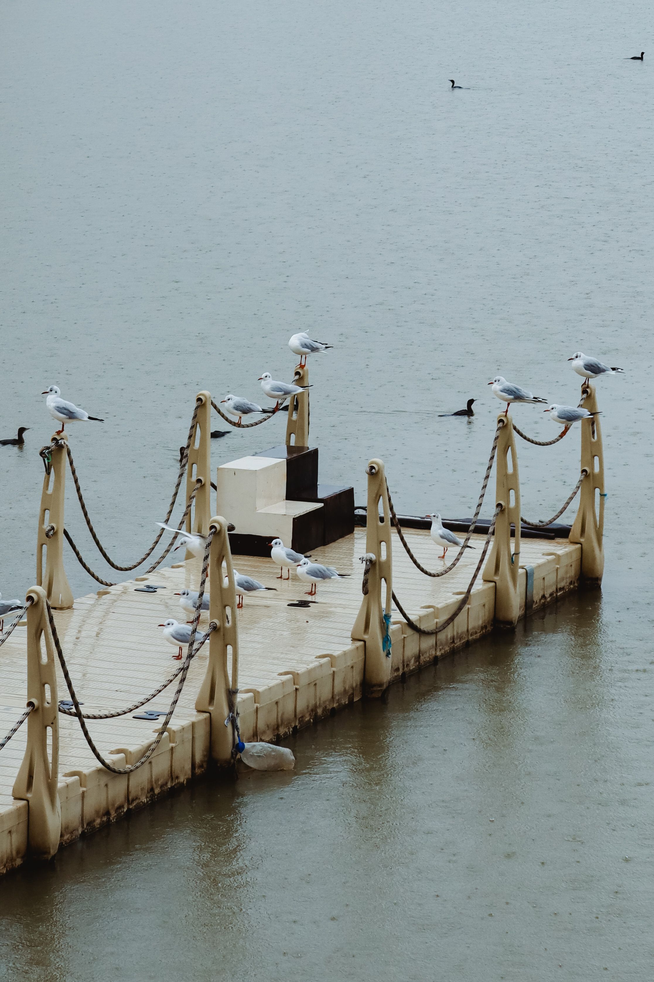 Seagulls on a Pier · Free Stock Photo
