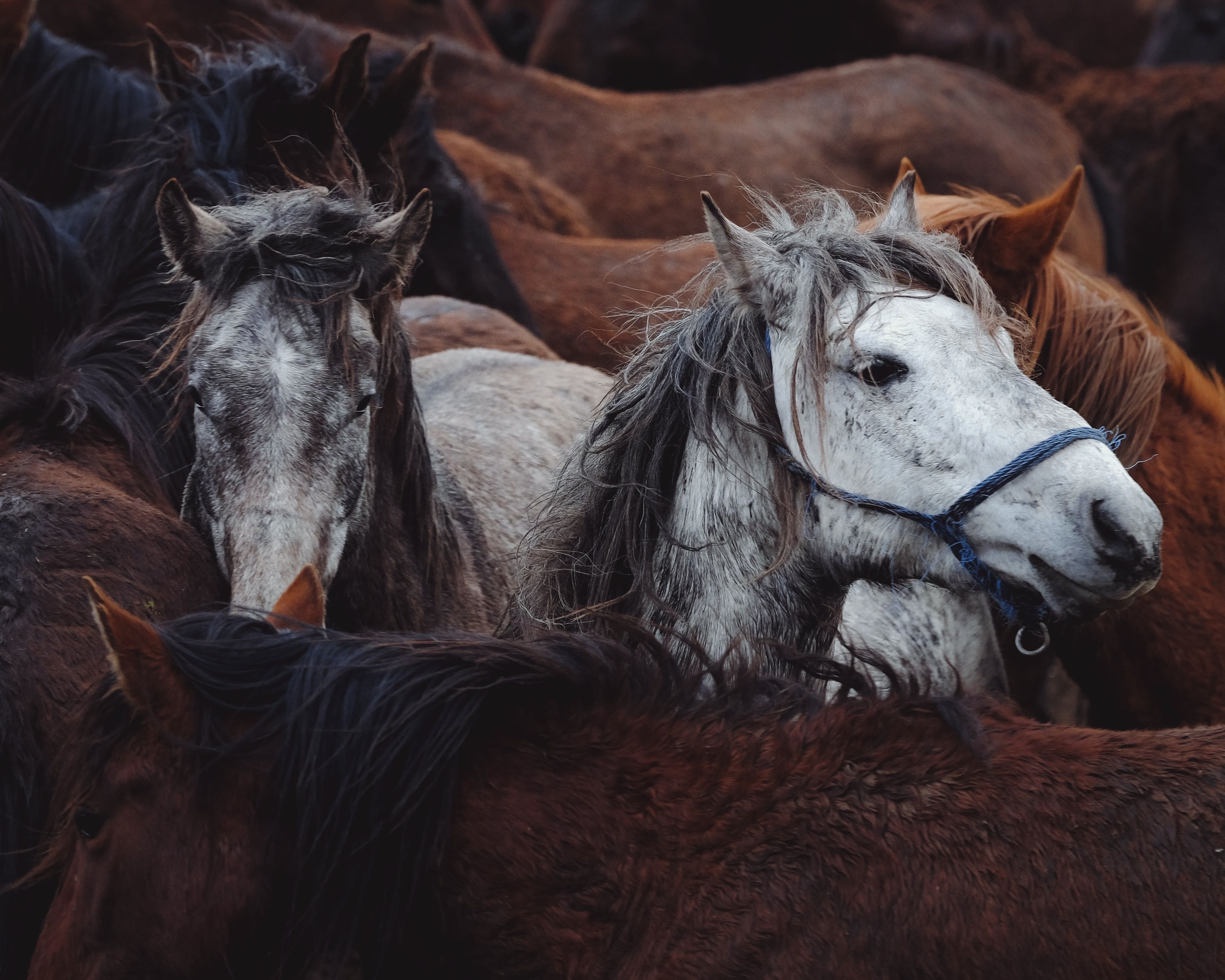 Printable Images Of Horses The Best & Most Fascinating Horse Facts
