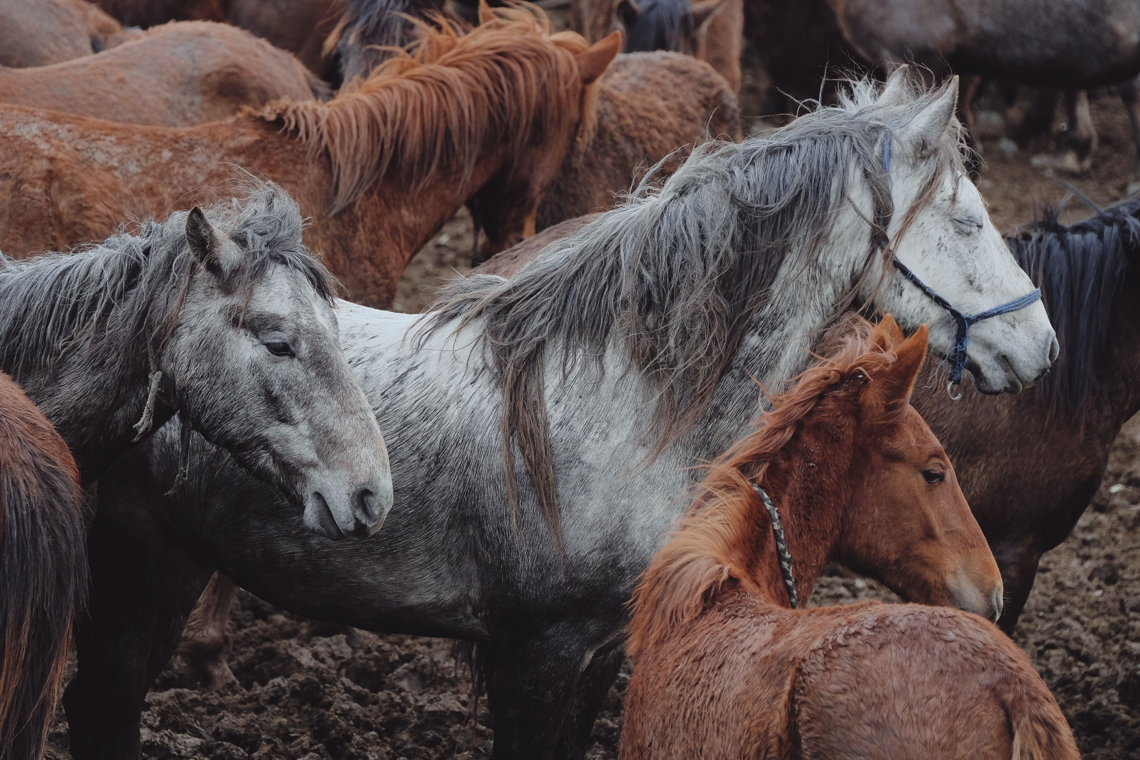 Gray and Chestnut Horses · Free Stock Photo