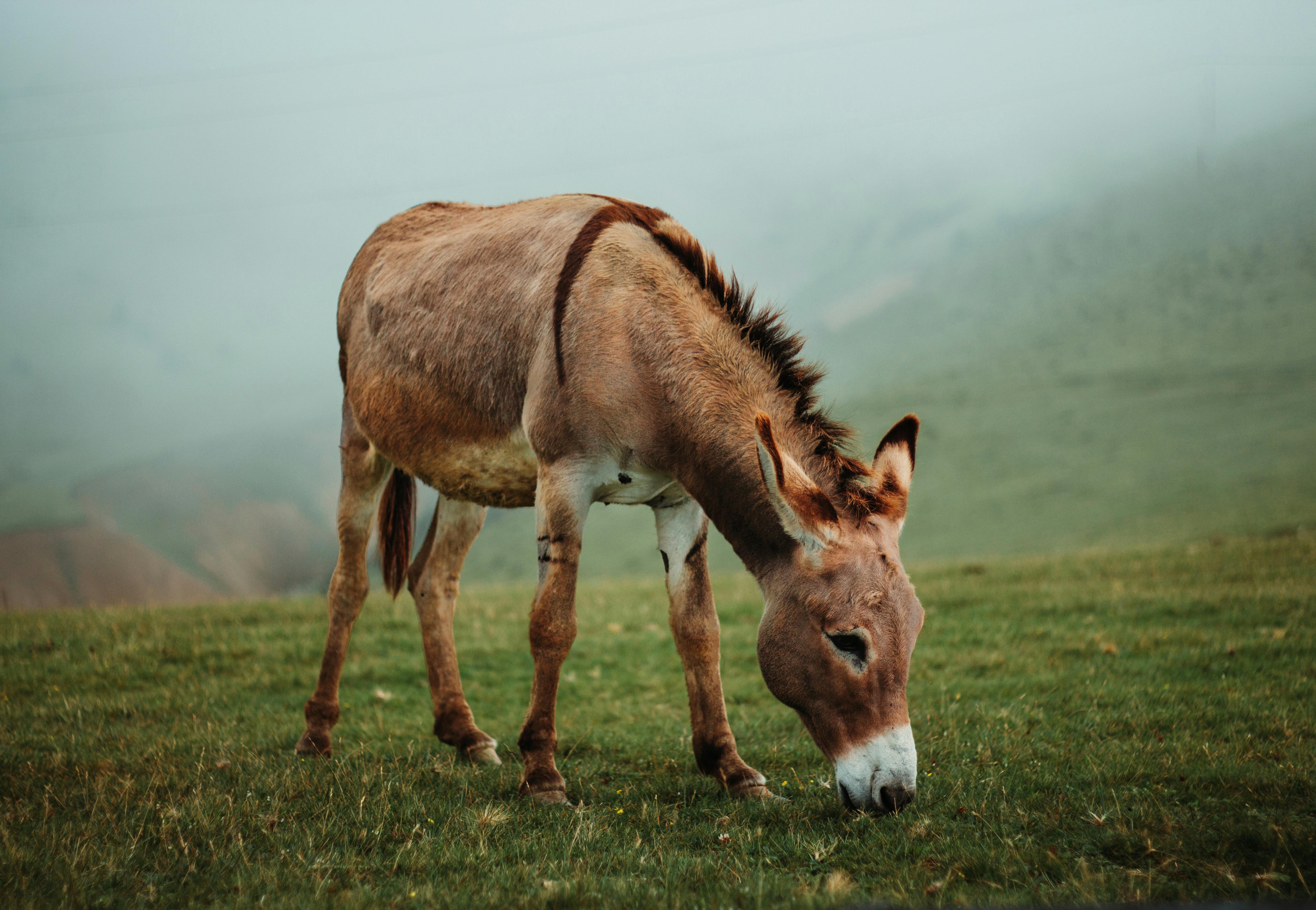 Purebred horses grazing in pasture on foggy day · Free Stock Photo
