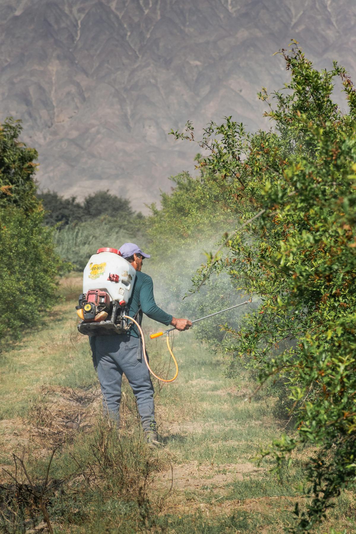 Spraying Crops Photos, Download The BEST Free Spraying Crops Stock ...