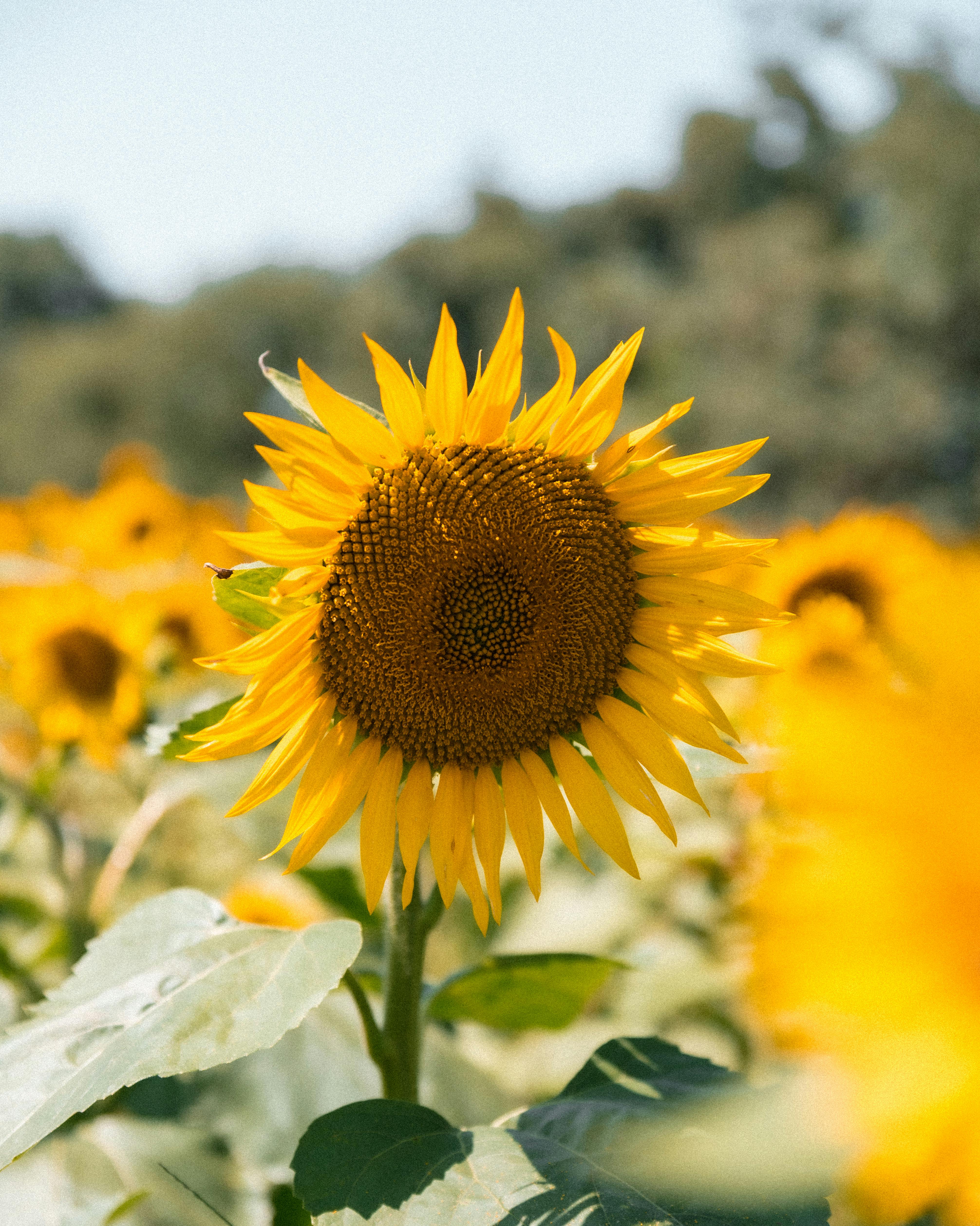 Happy sunflower · Free Stock Photo