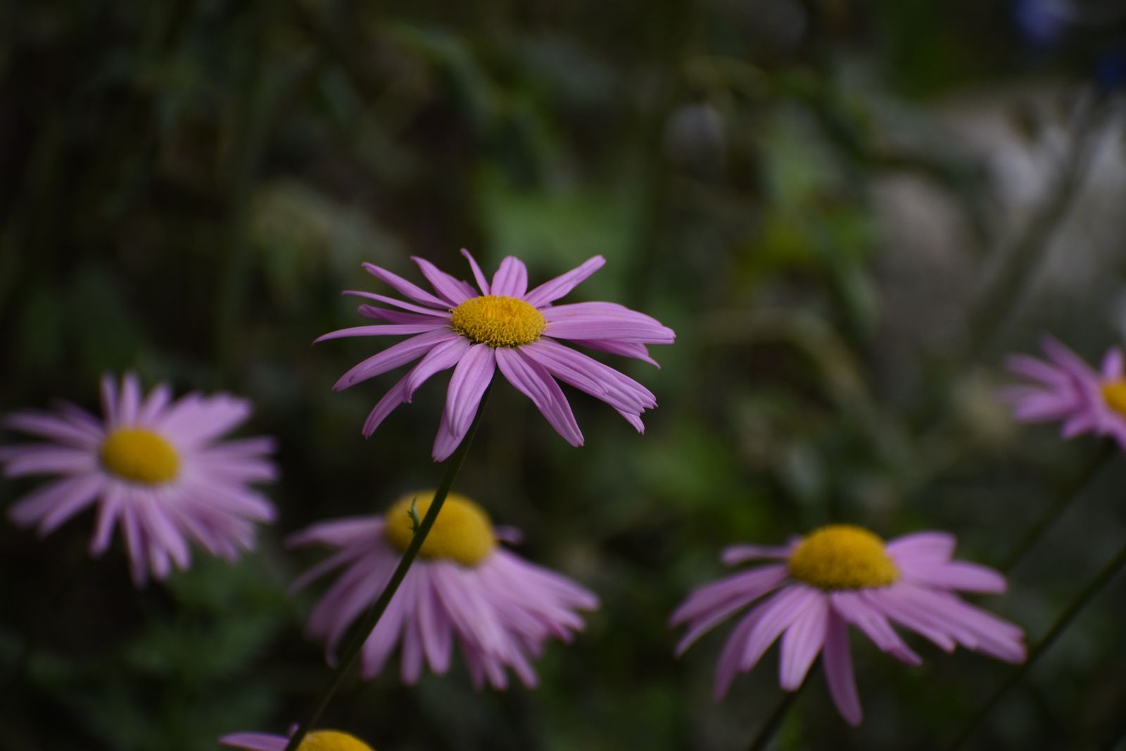 Chamomile Flowers Photos, Download The BEST Free Chamomile Flowers ...