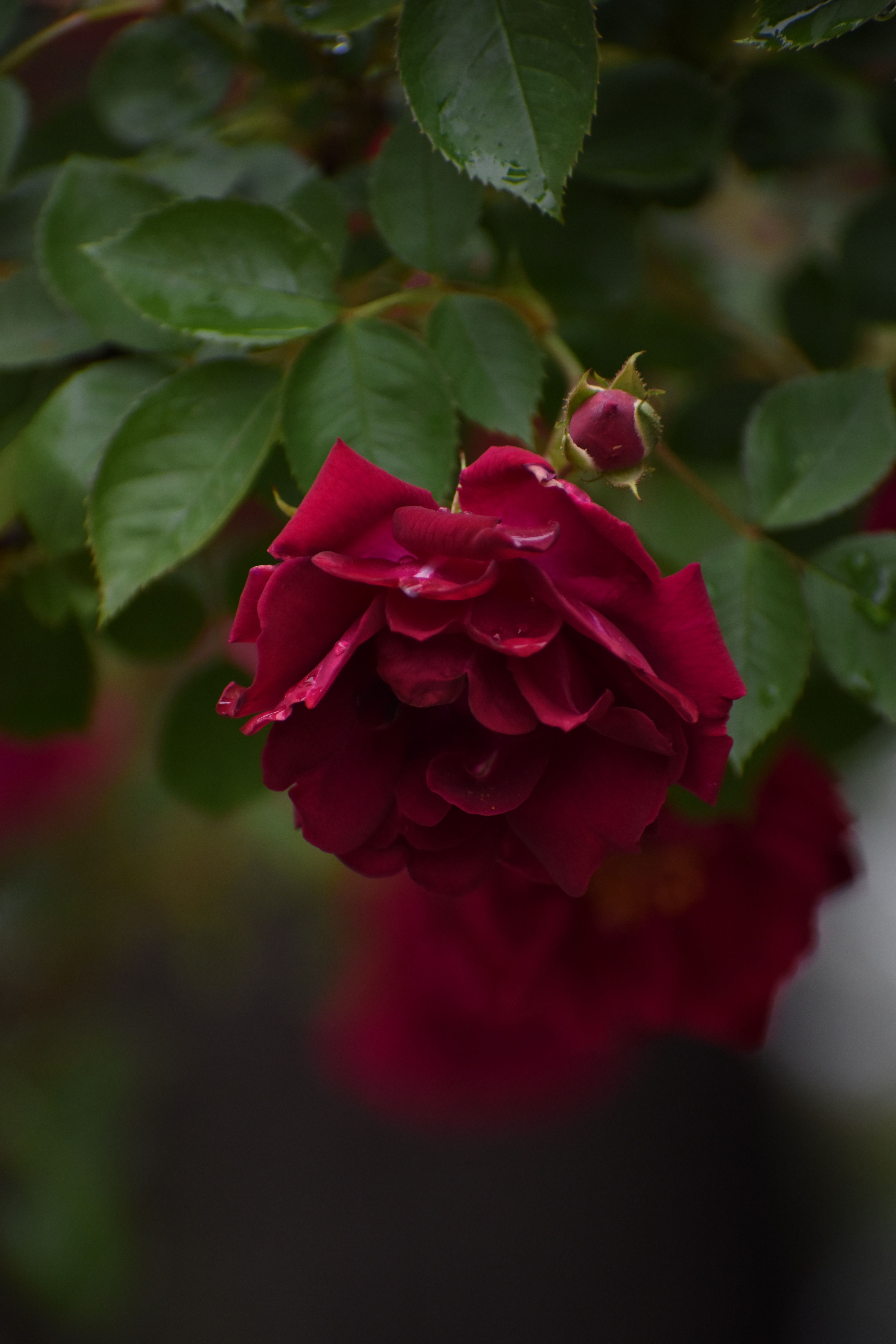 Red Flower in Nature · Free Stock Photo
