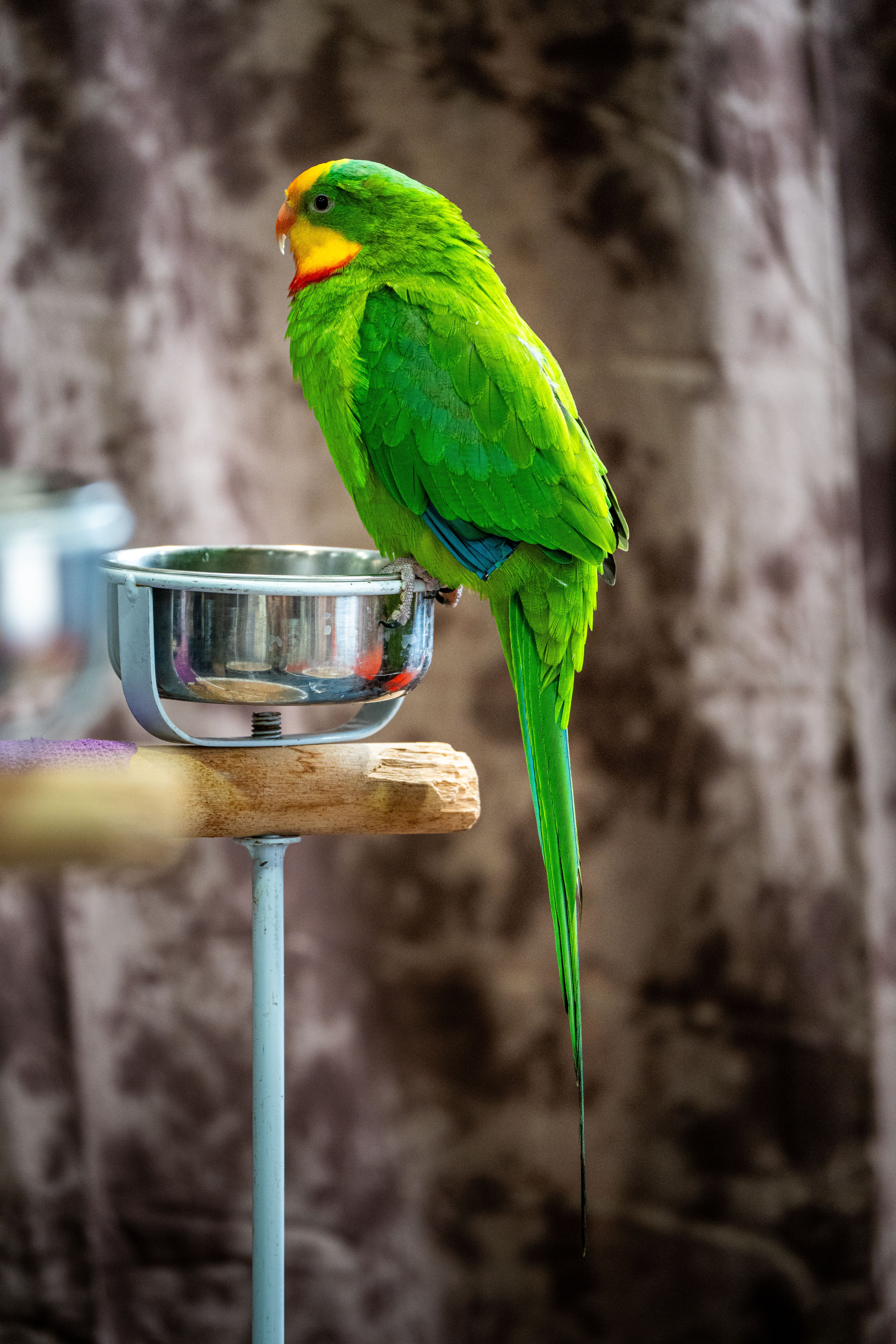 Green Parrot Sitting on a Metal Bowl · Free Stock Photo