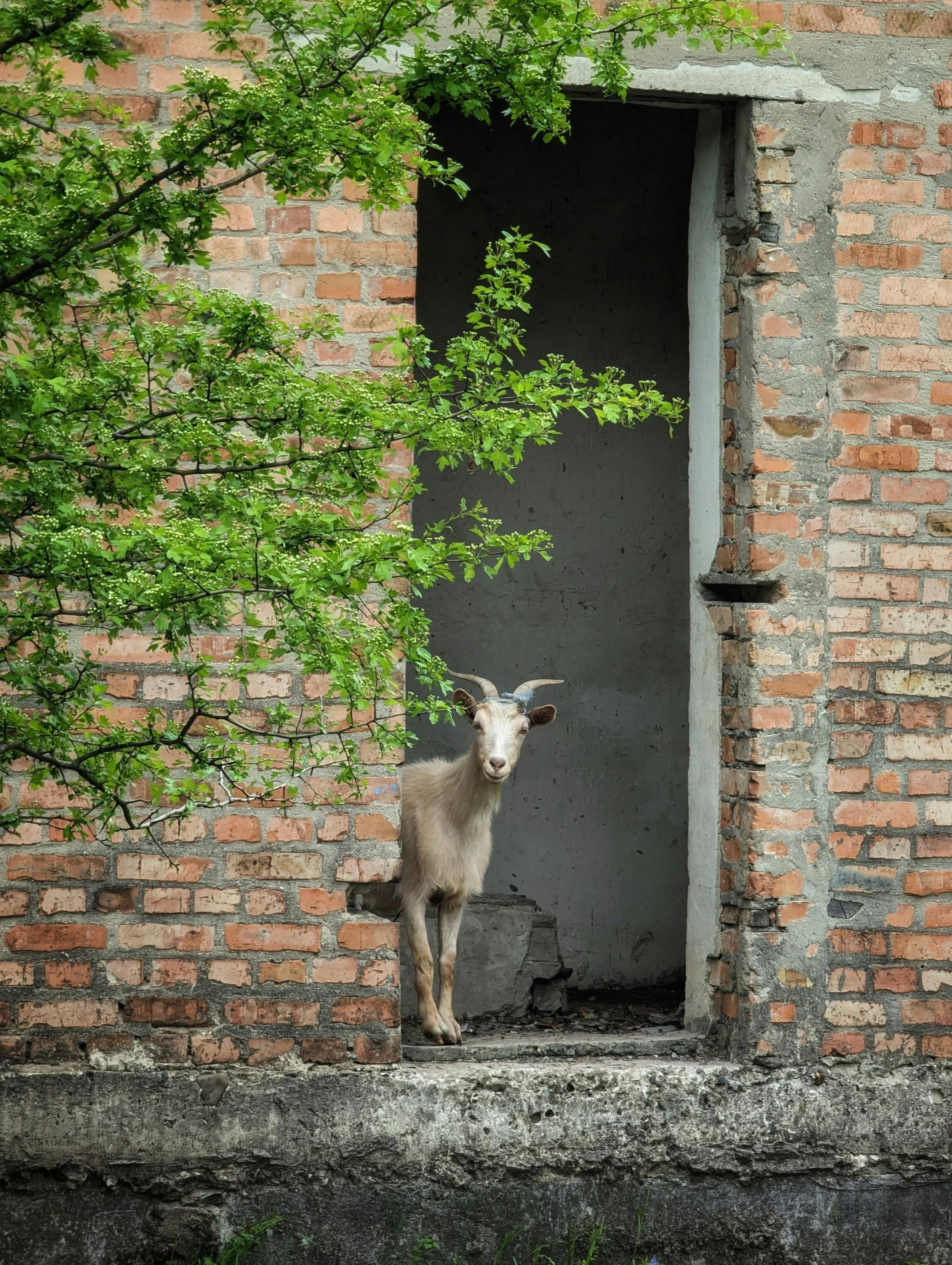 White Goat Looking through a Doorway of an Abandoned House · Free Stock ...