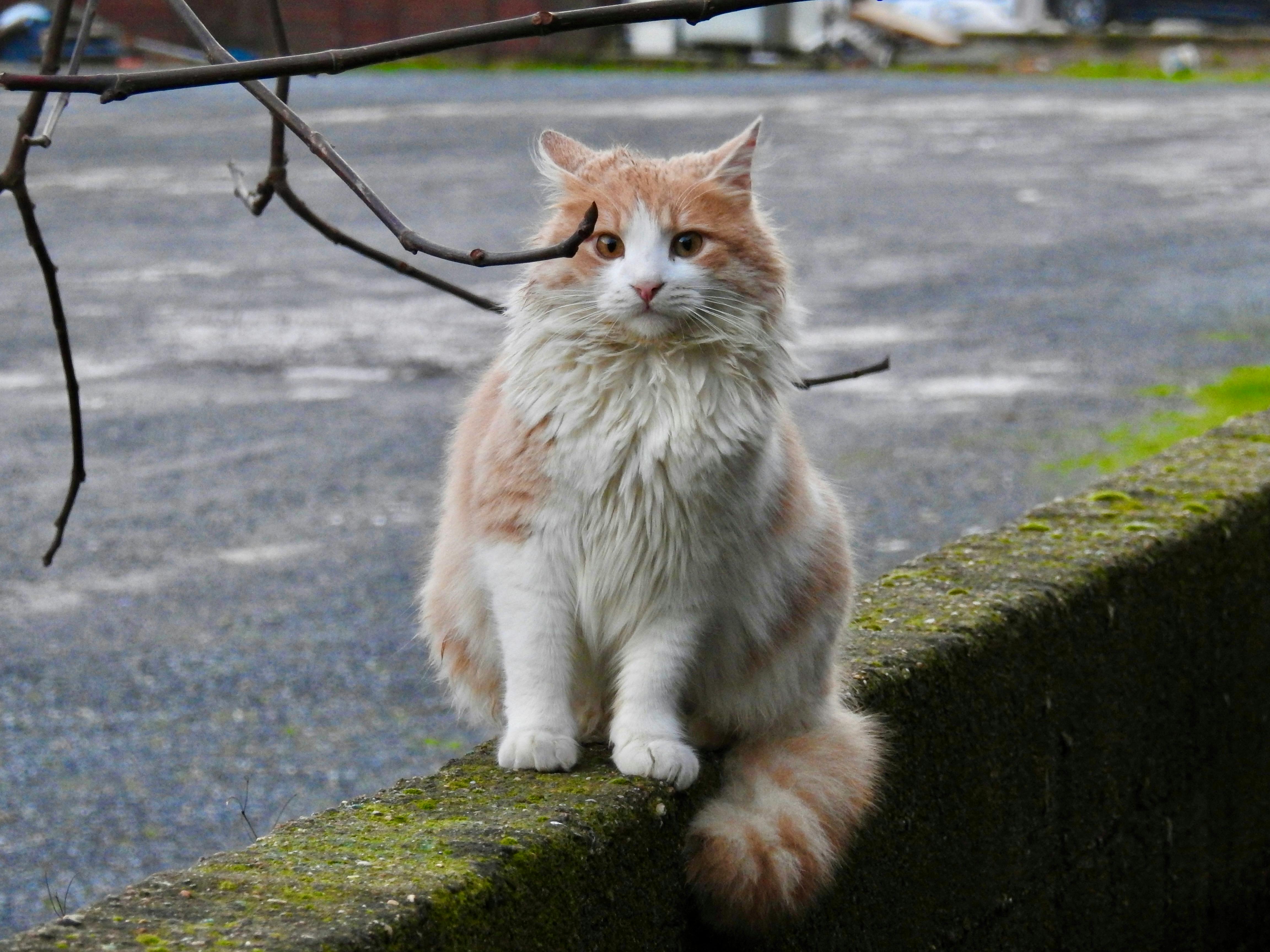 Fluffy Ginger Cat Sitting on a Mossy Concrete Wall · Free Stock Photo