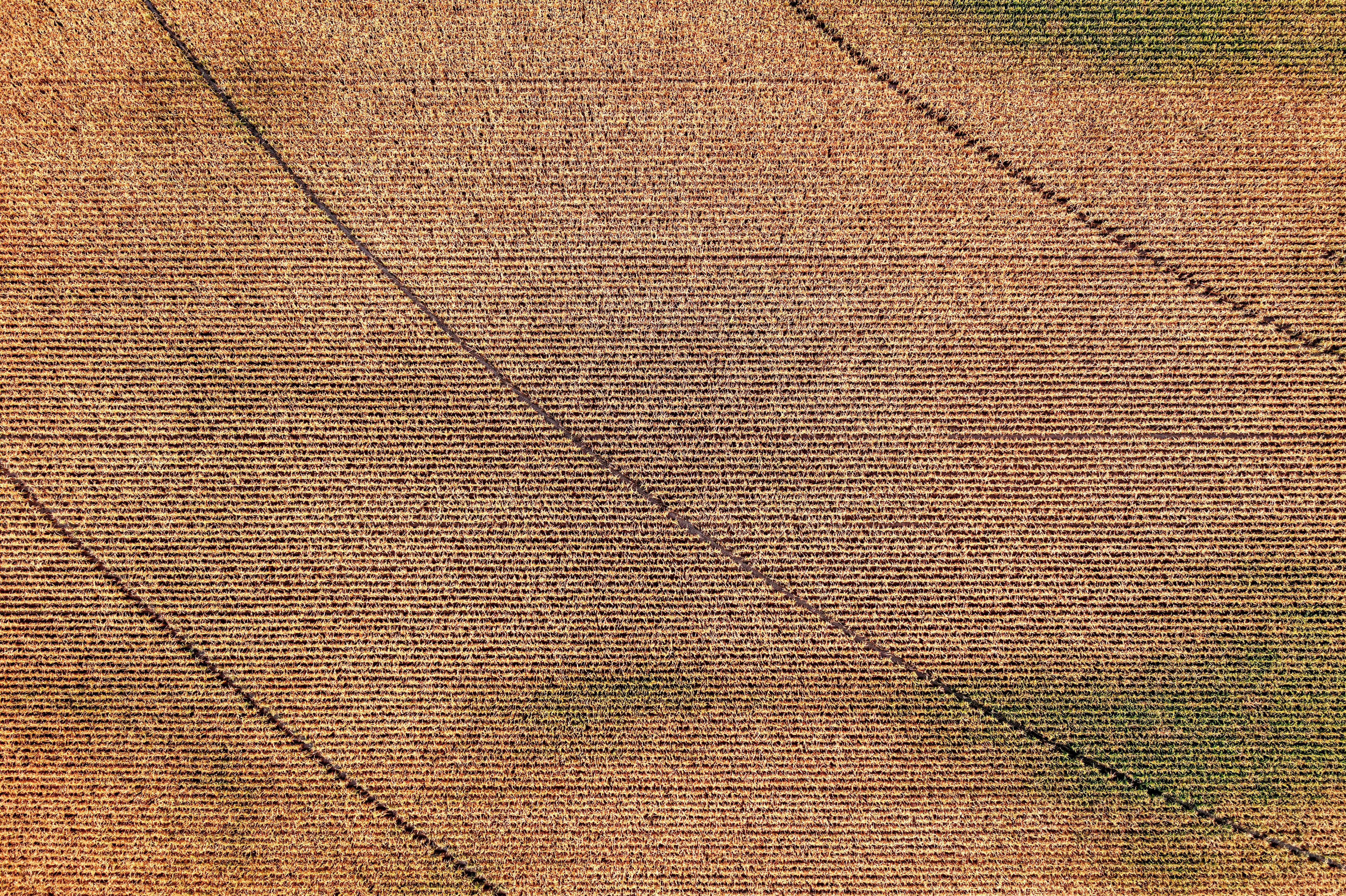Foto de stock gratuita sobre agricultura, campo, campos de cultivo ...