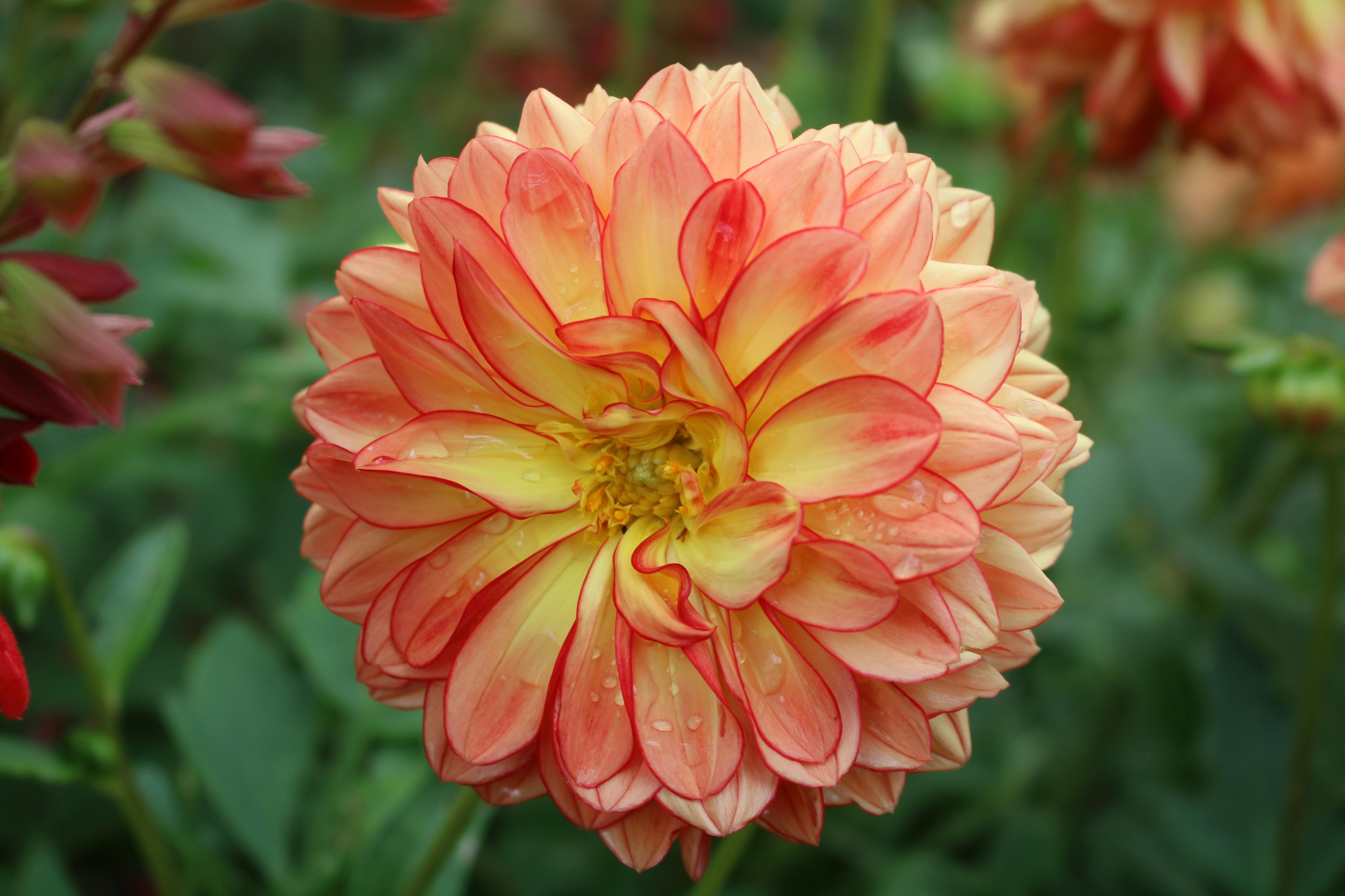 10+ melhores imagens de Tubérculos · Download 100% grátis · Fotos ...