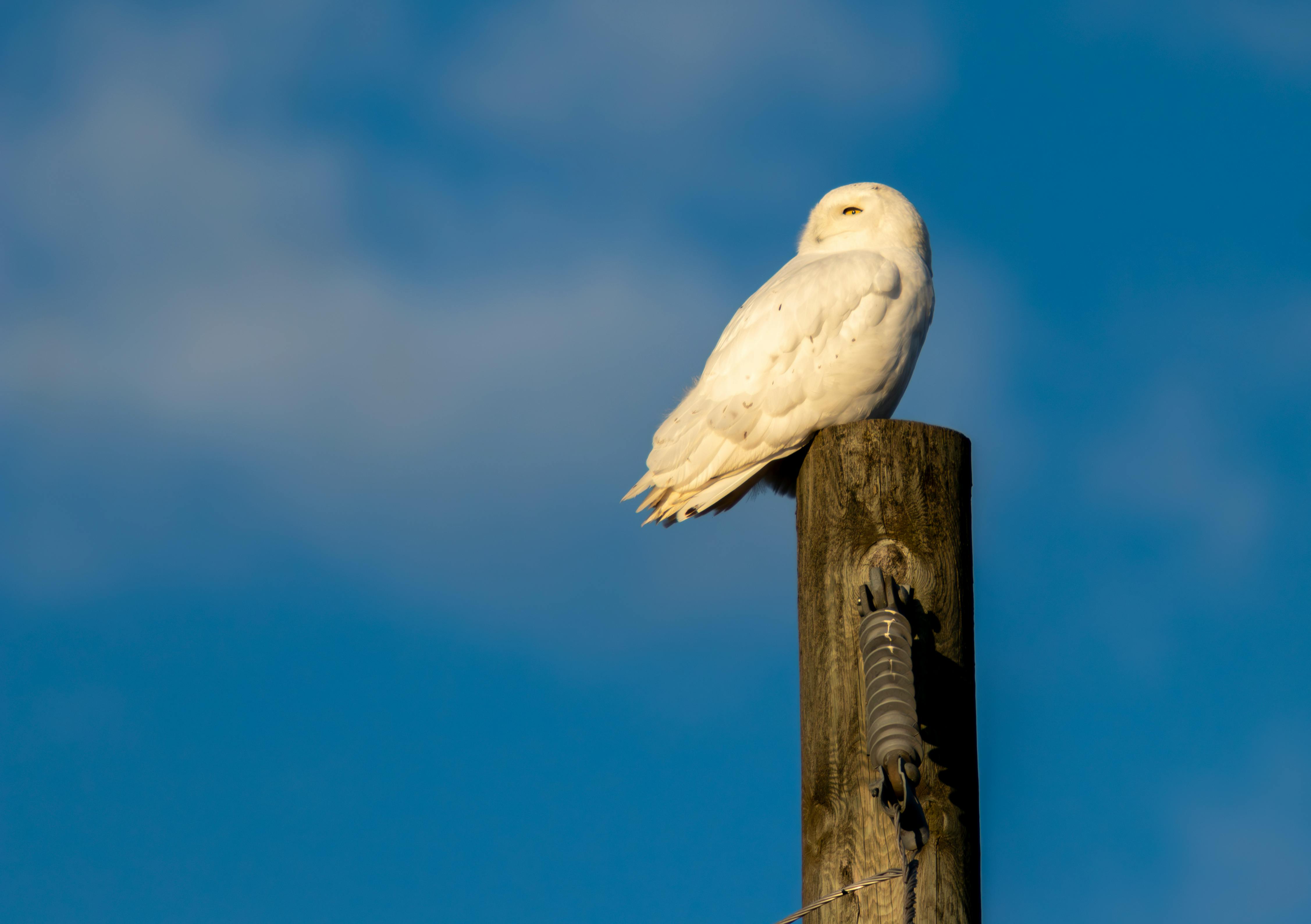White Owl Perching on Utility Pole · Free Stock Photo