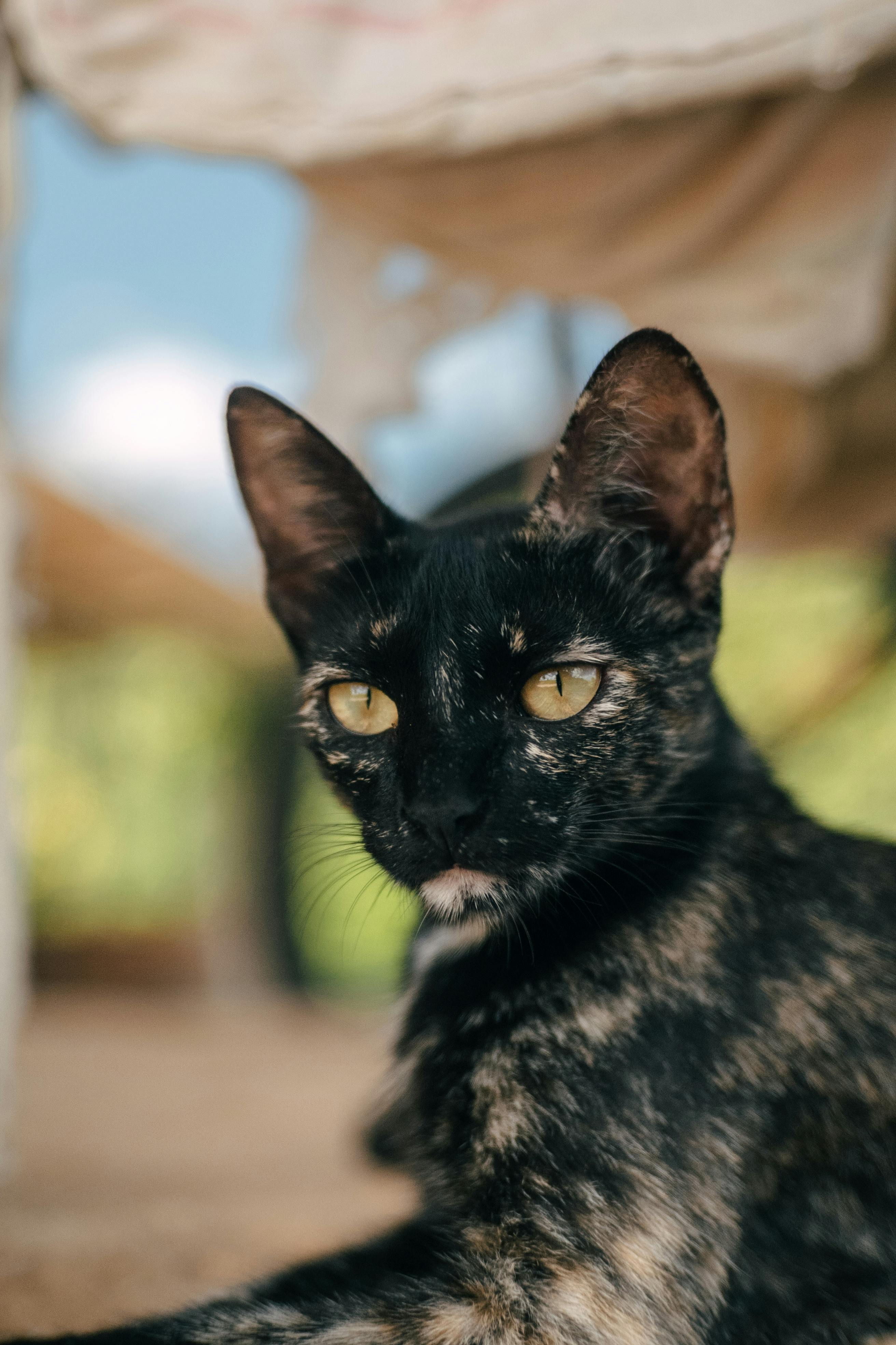 Distinguished Downy Cat · Free Stock Photo