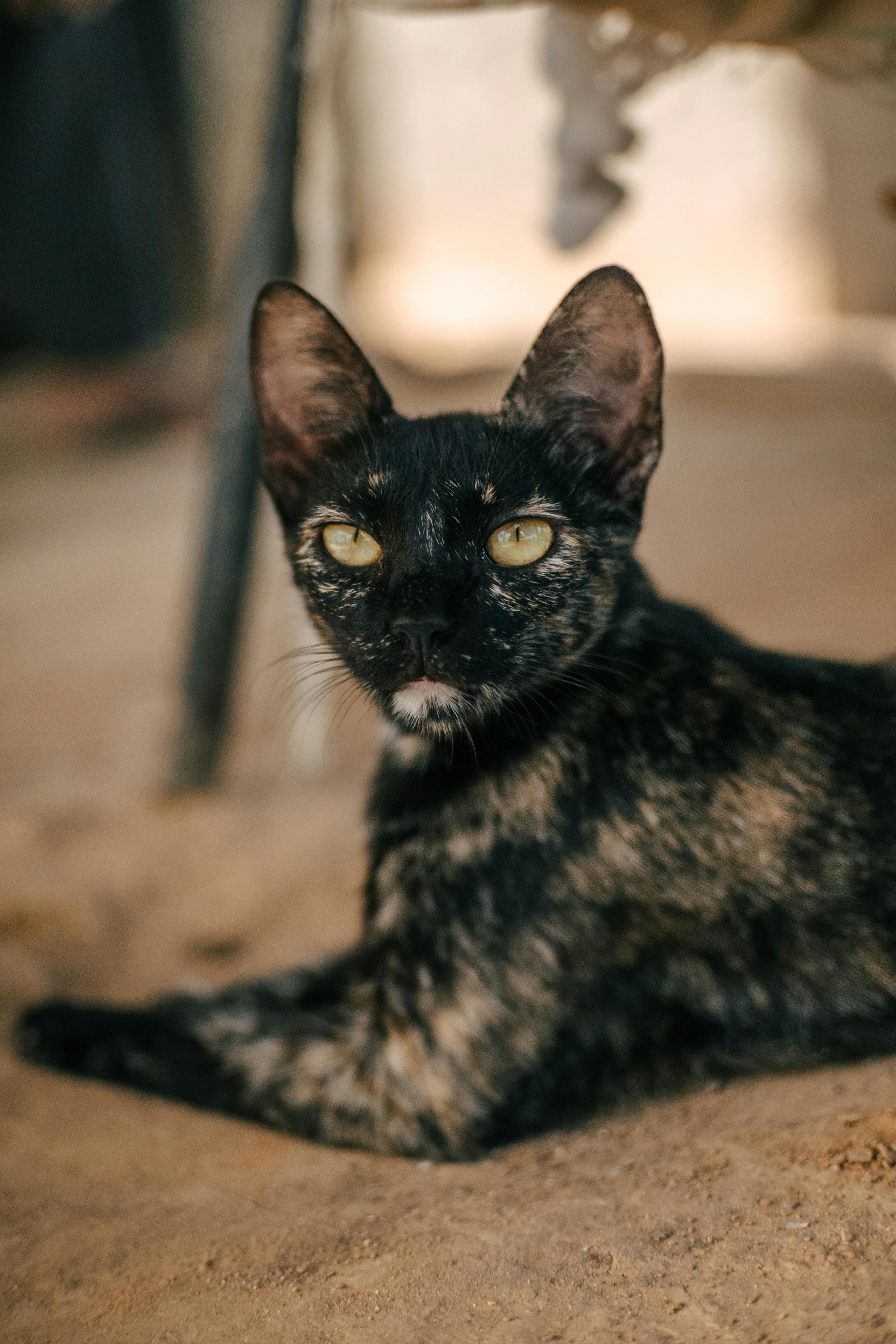 Serious Downy Cat · Free Stock Photo