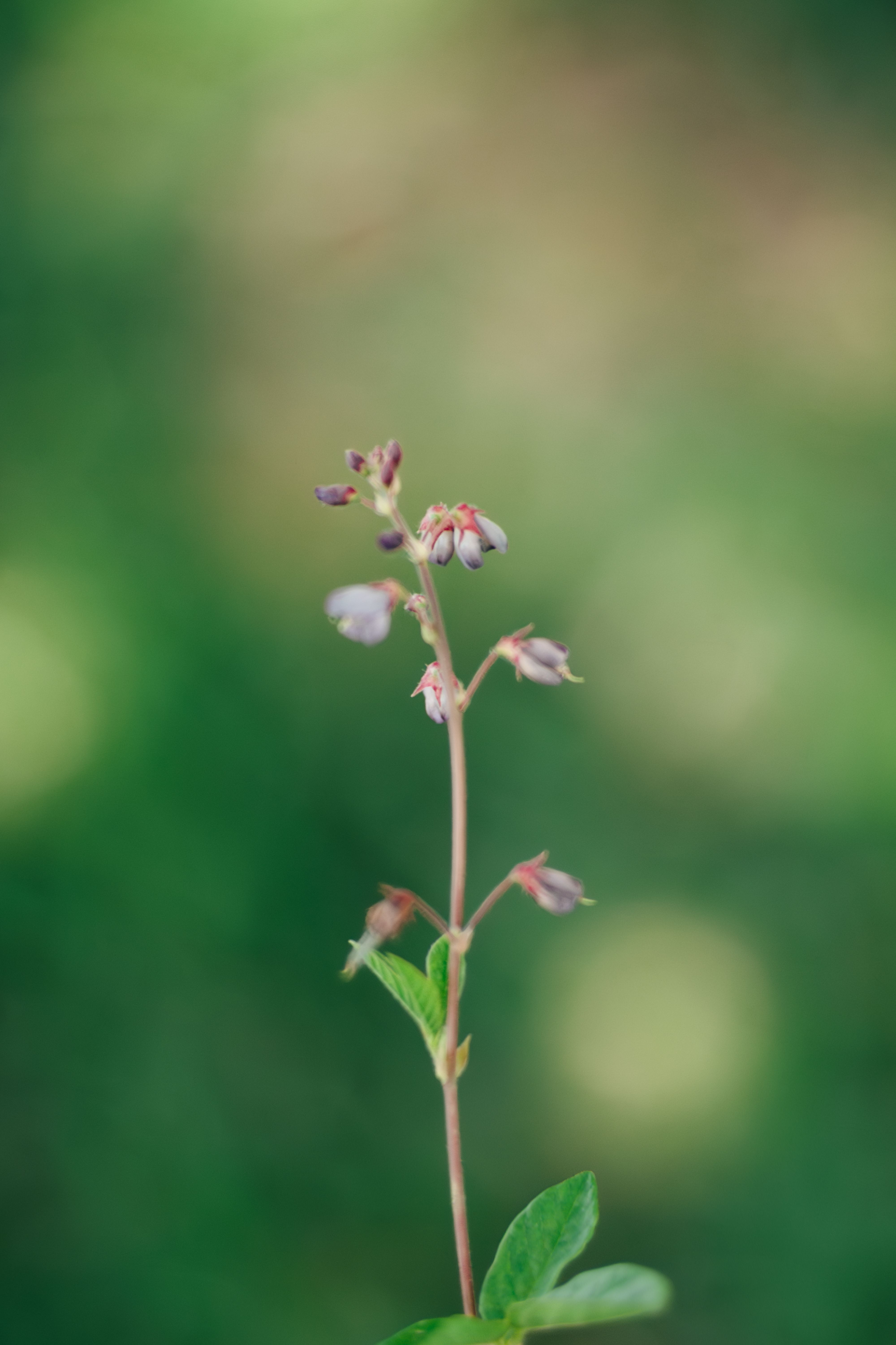 Plant with Budding Flowers · Free Stock Photo