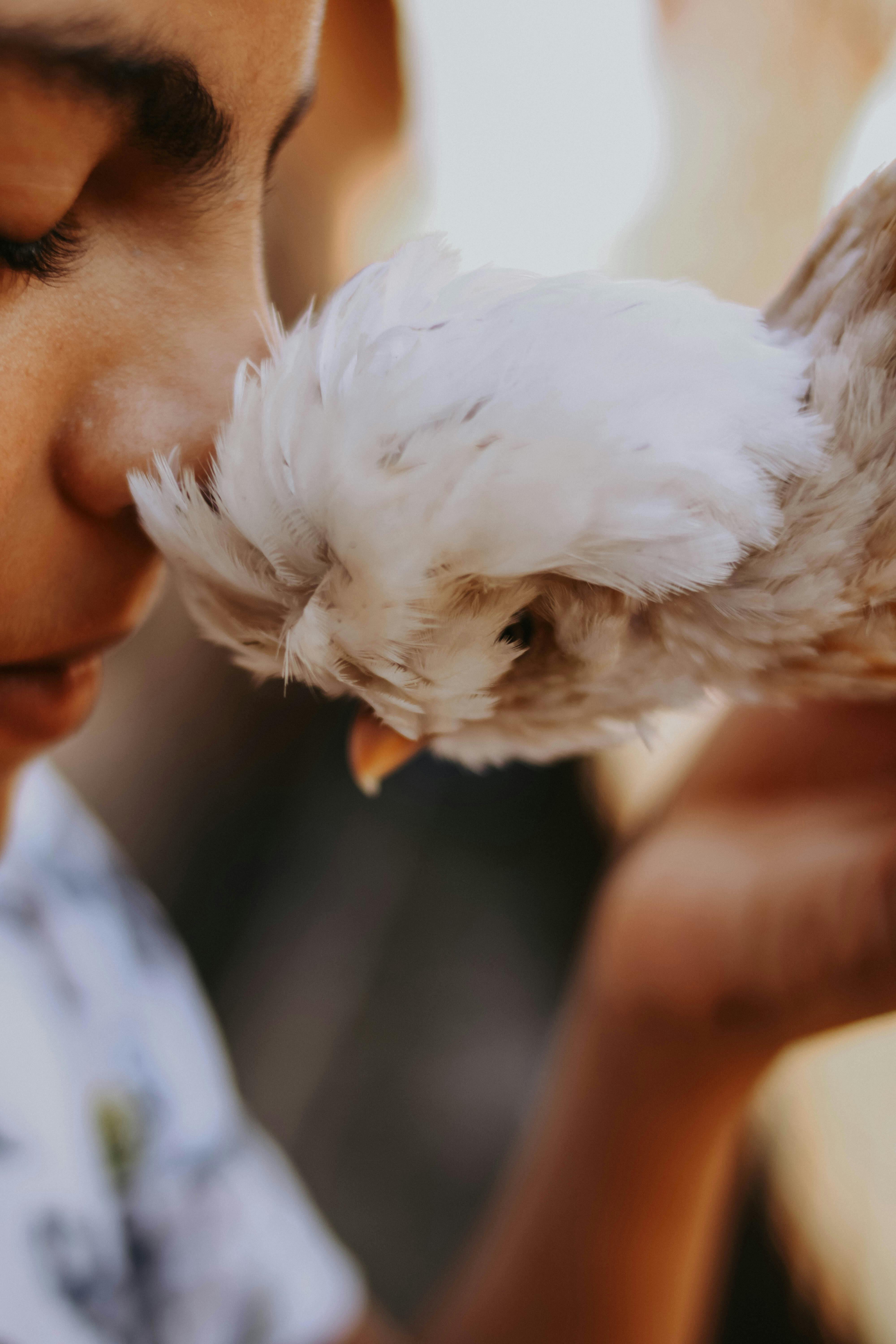 Closeup of Padovana Chicken Held by a Boy · Free Stock Photo