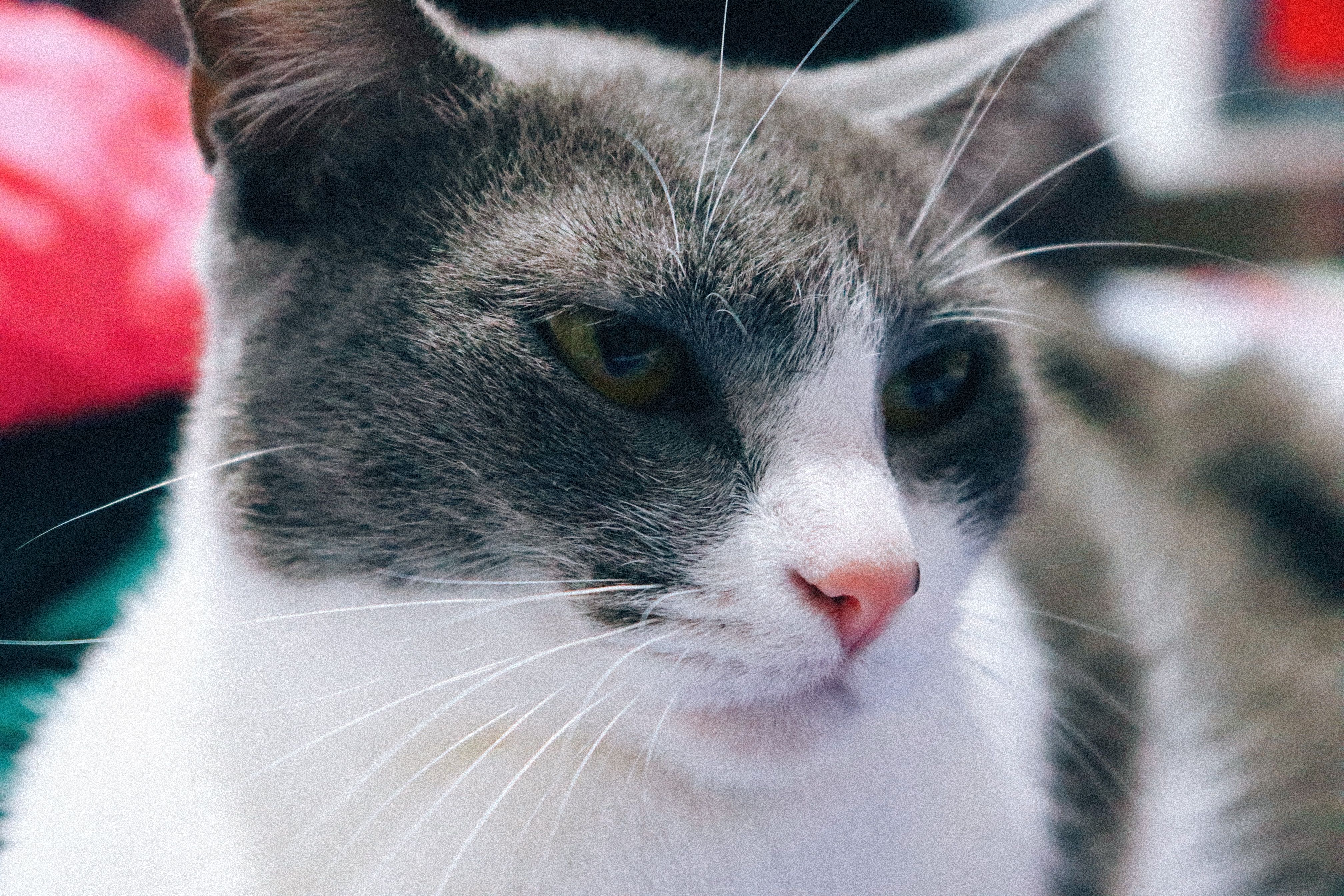 Close-up of the Head of a Cat · Free Stock Photo