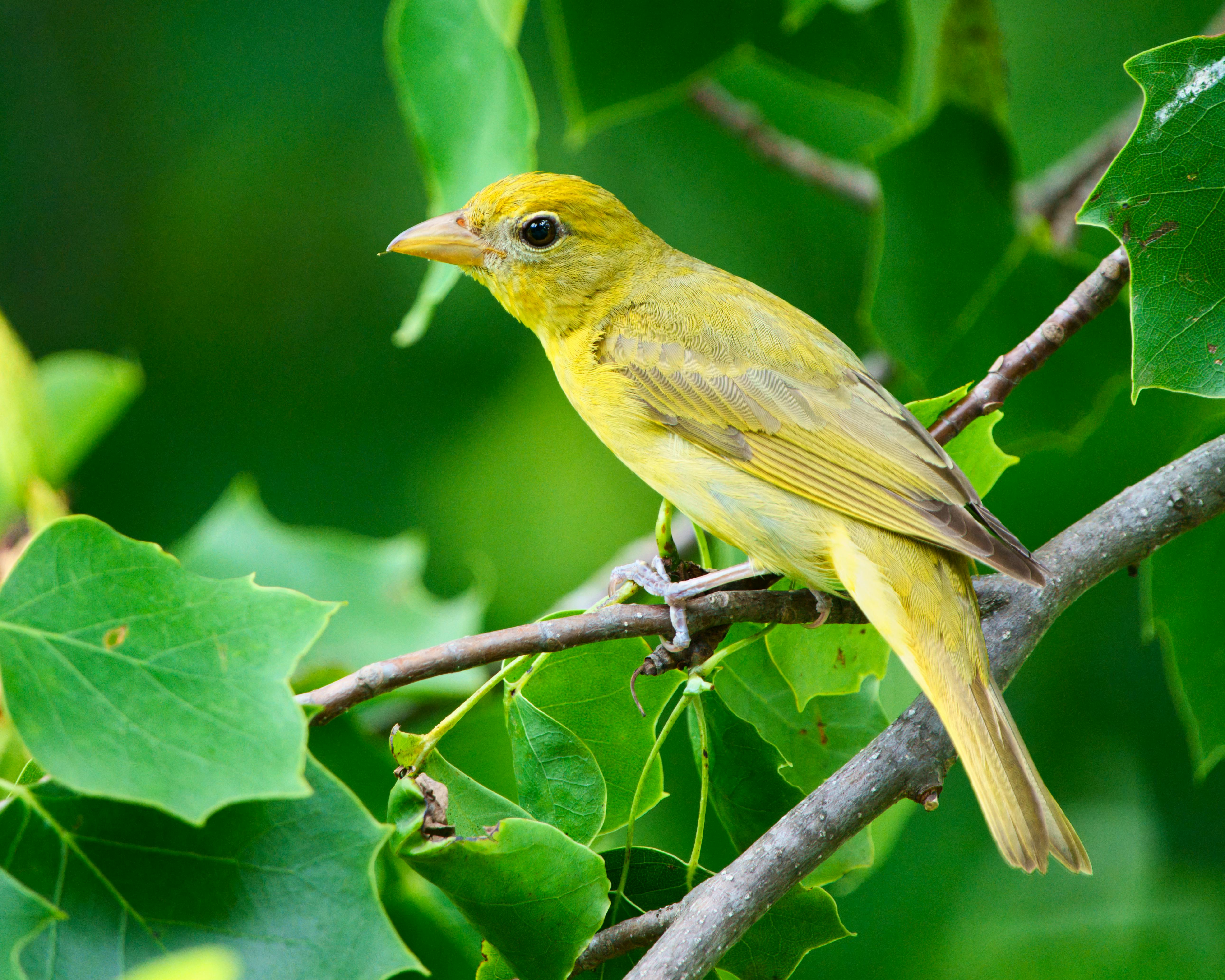 Female Summer Tanager · Free Stock Photo