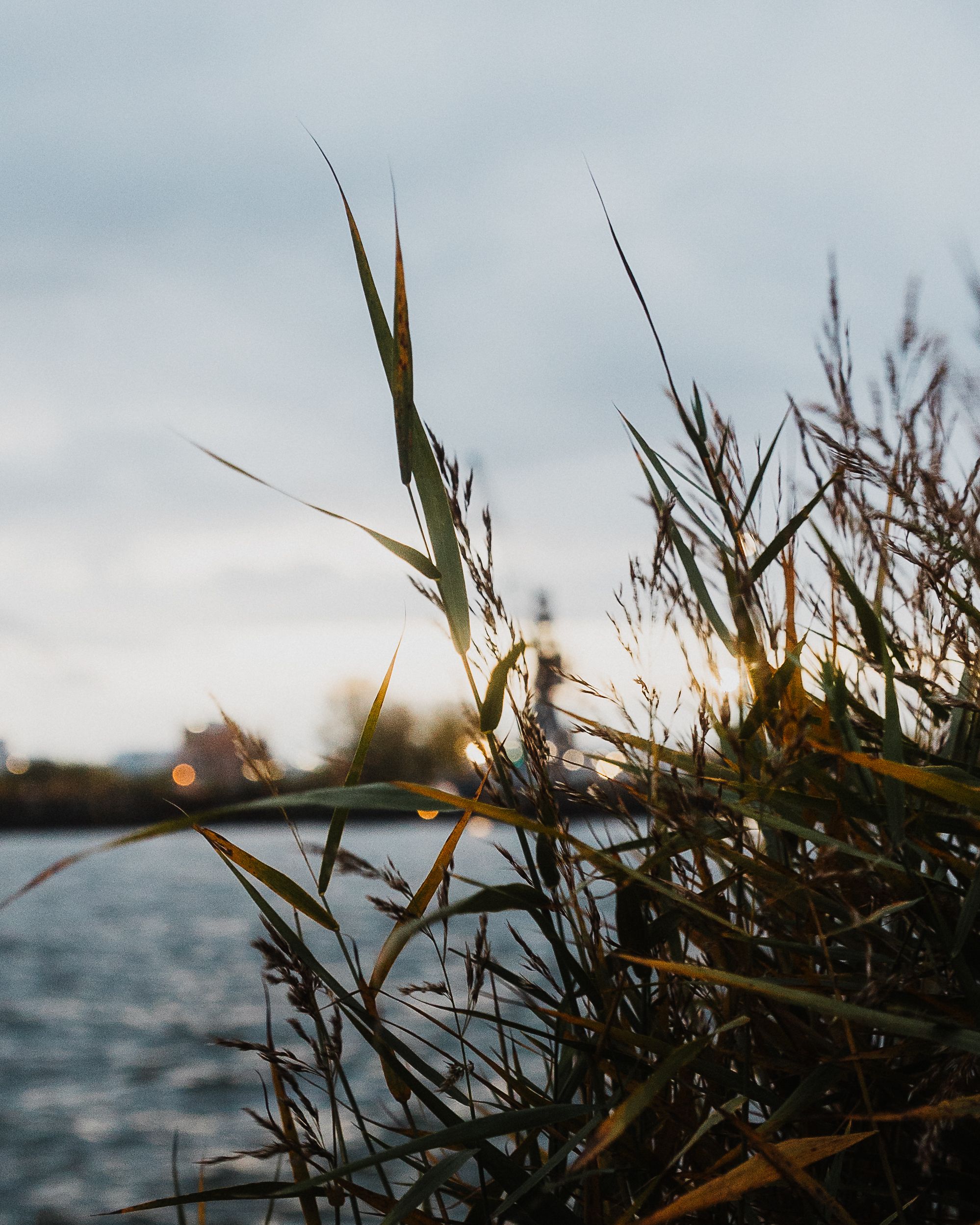 Riverside Grass at Sunset · Free Stock Photo