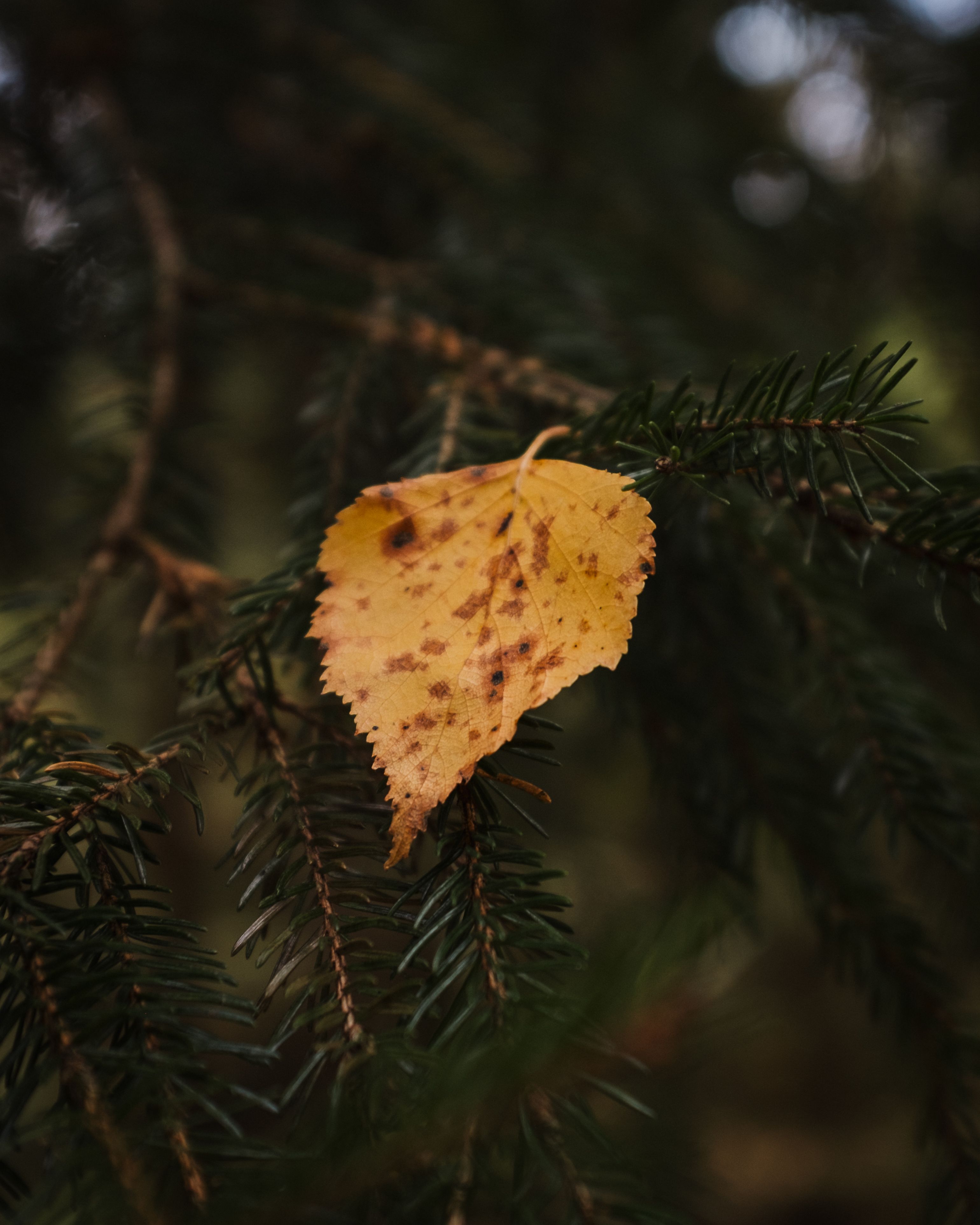 Rain Of Gold Photos, Download The BEST Free Rain Of Gold Stock Photos ...