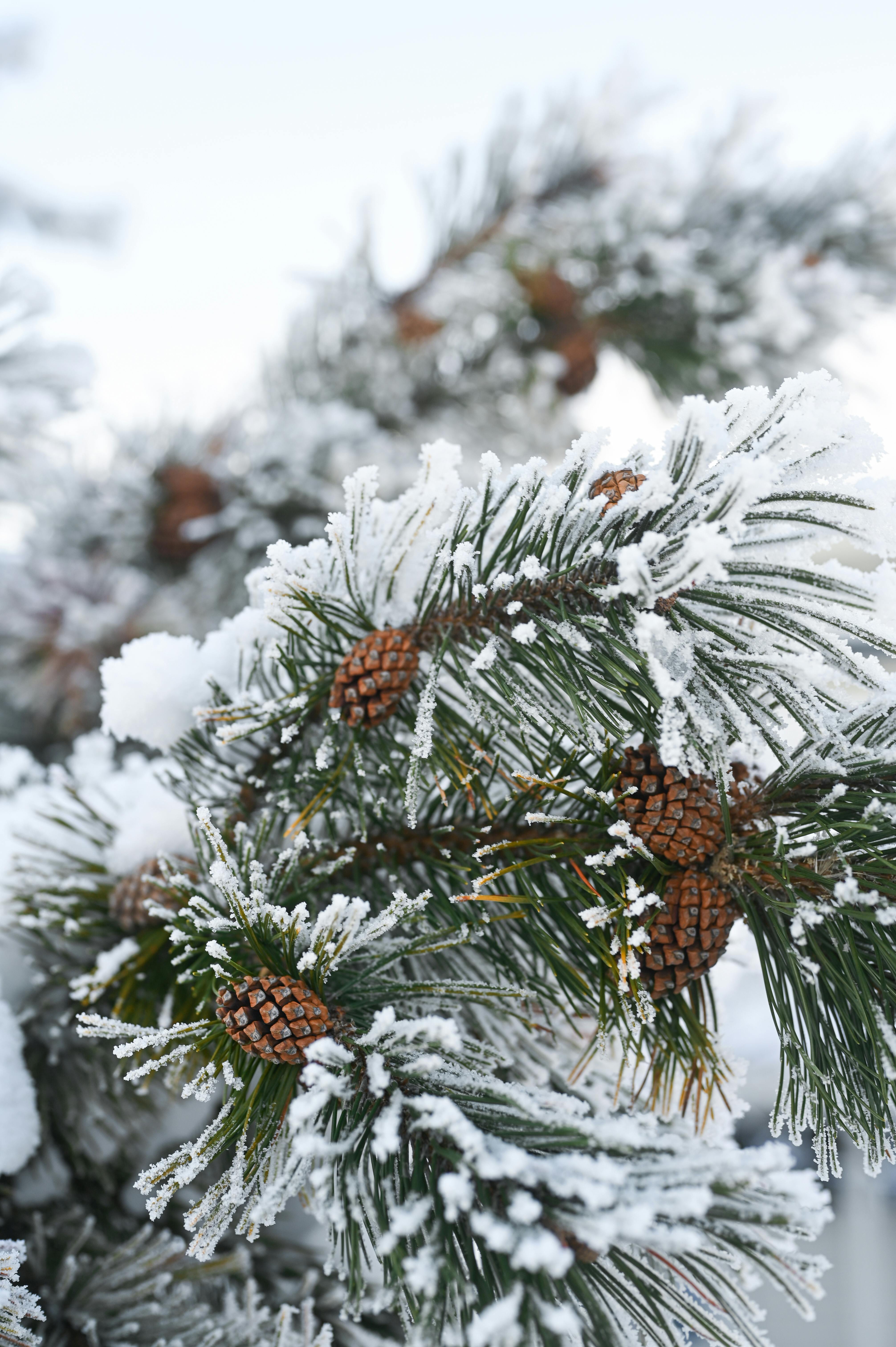 Pine Tree Branches with Cones Covered in Snow in Winter · Free Stock Photo