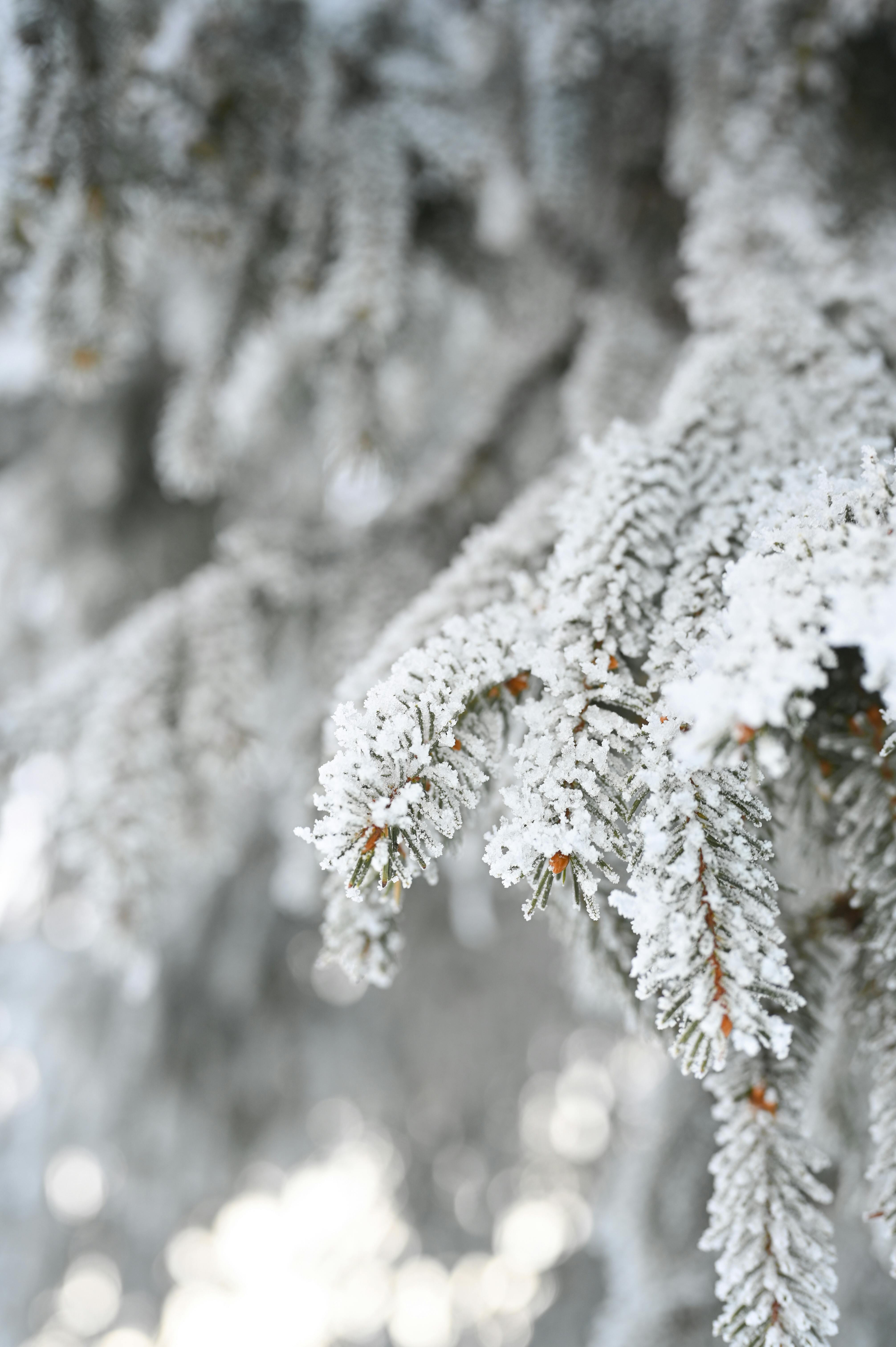 A close up of a pine tree covered in snow · Free Stock Photo