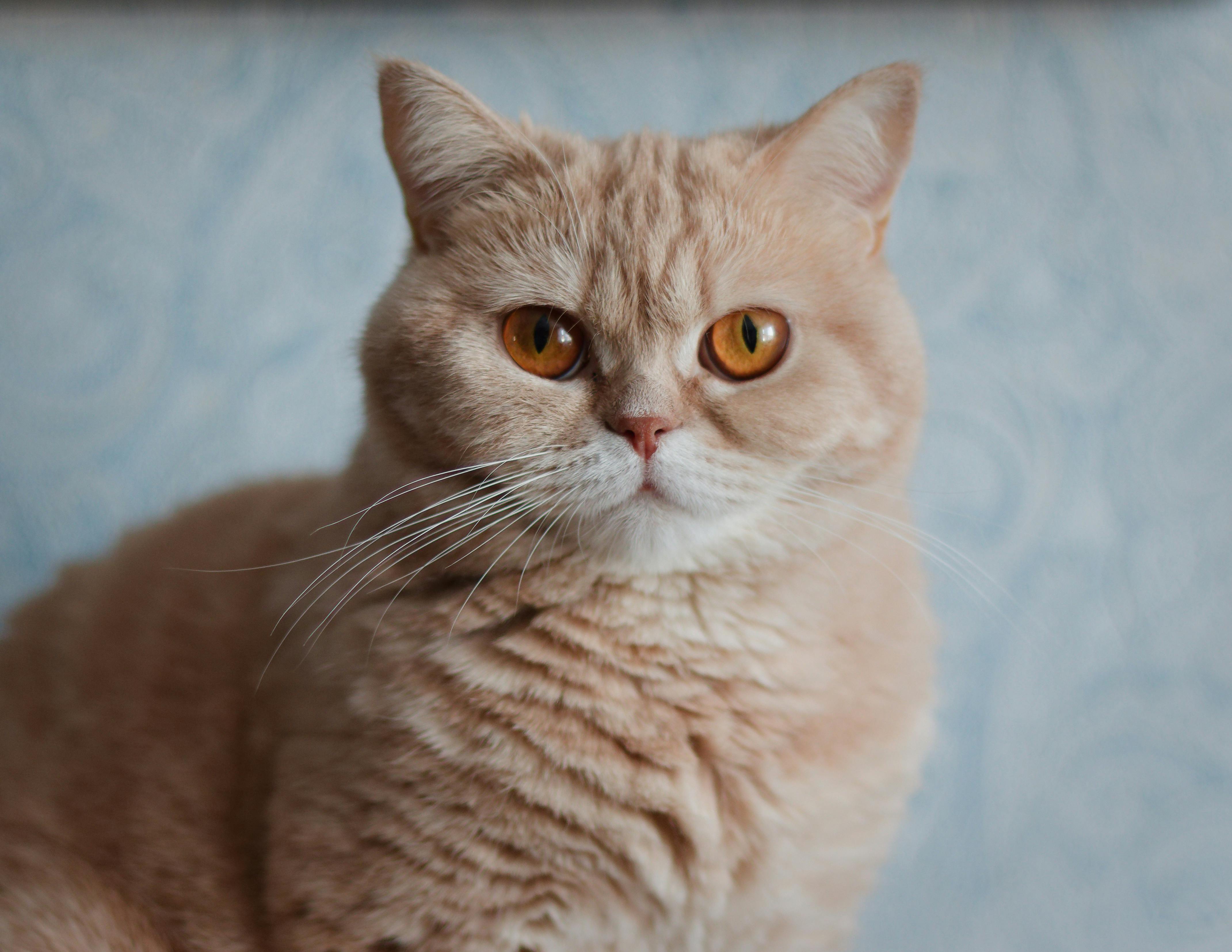 Adorable Downy Cat · Free Stock Photo