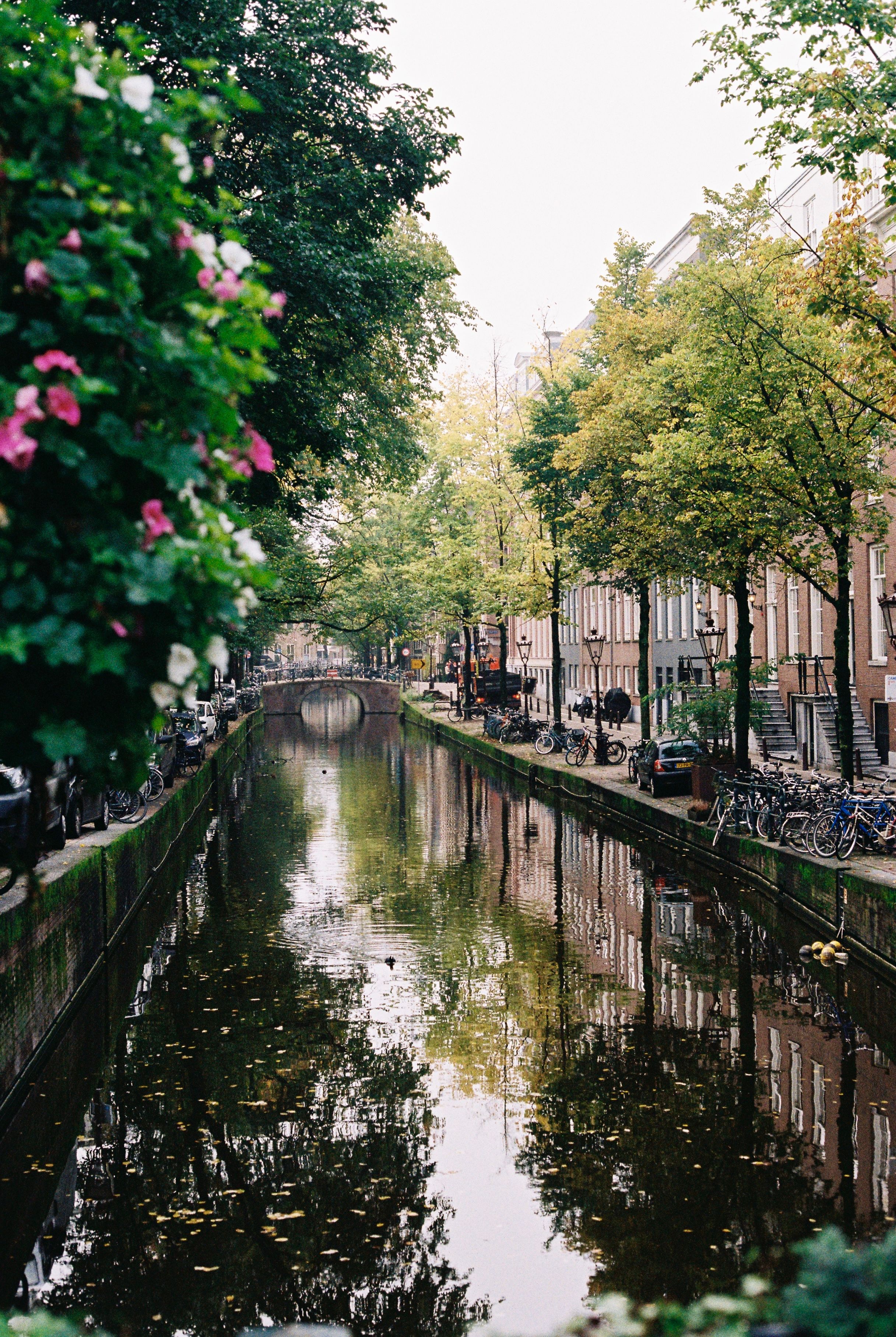 Green Trees Growing near Canal in Amsterdam · Free Stock Photo