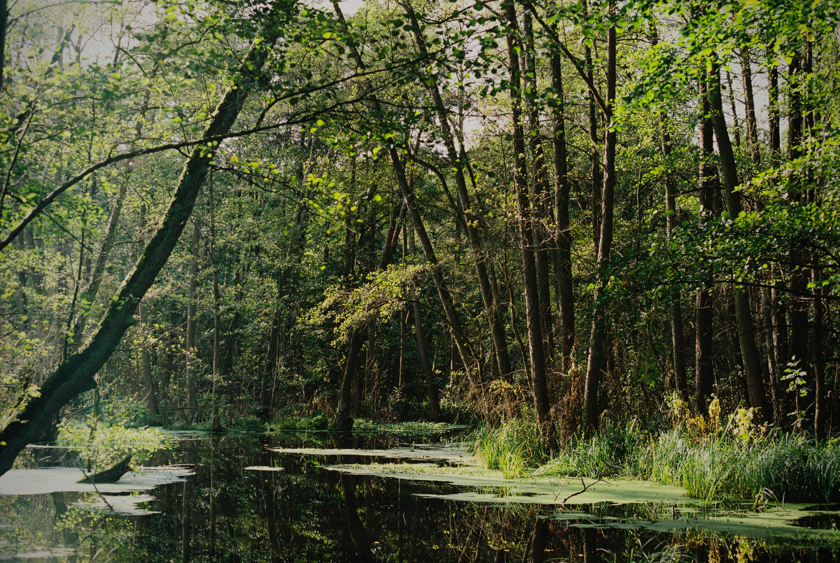 Lake on Swamp in Forest · Free Stock Photo