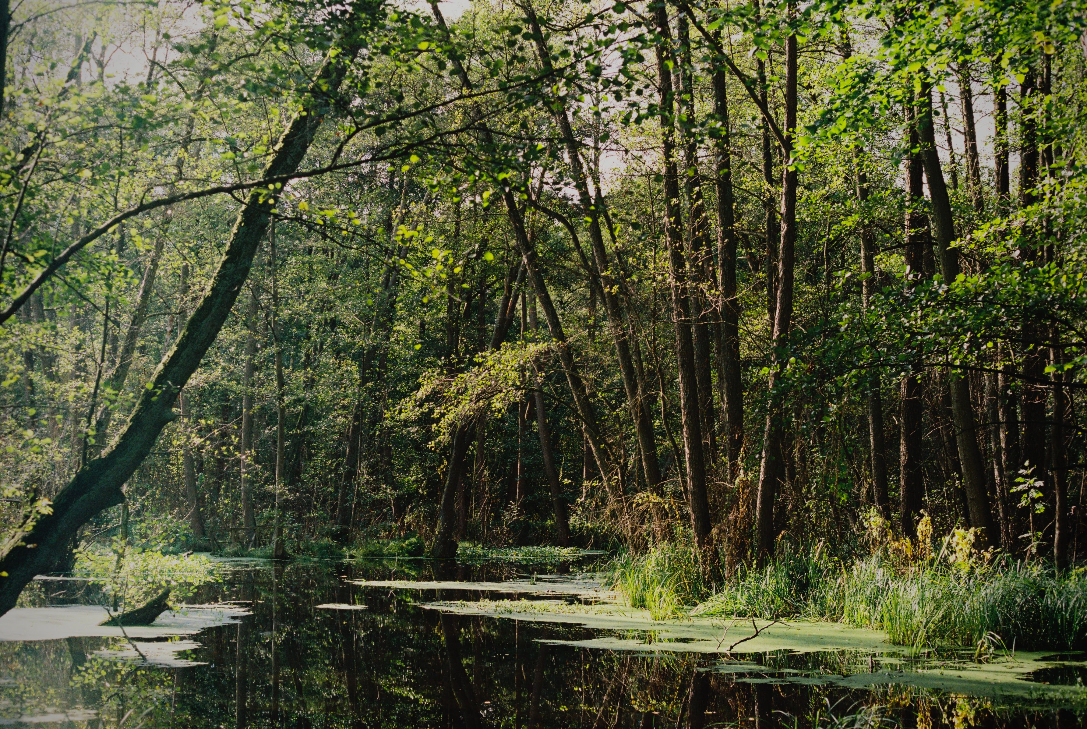 Foto de stock gratuita sobre agua, arboles, bosque, ciénaga, lago ...