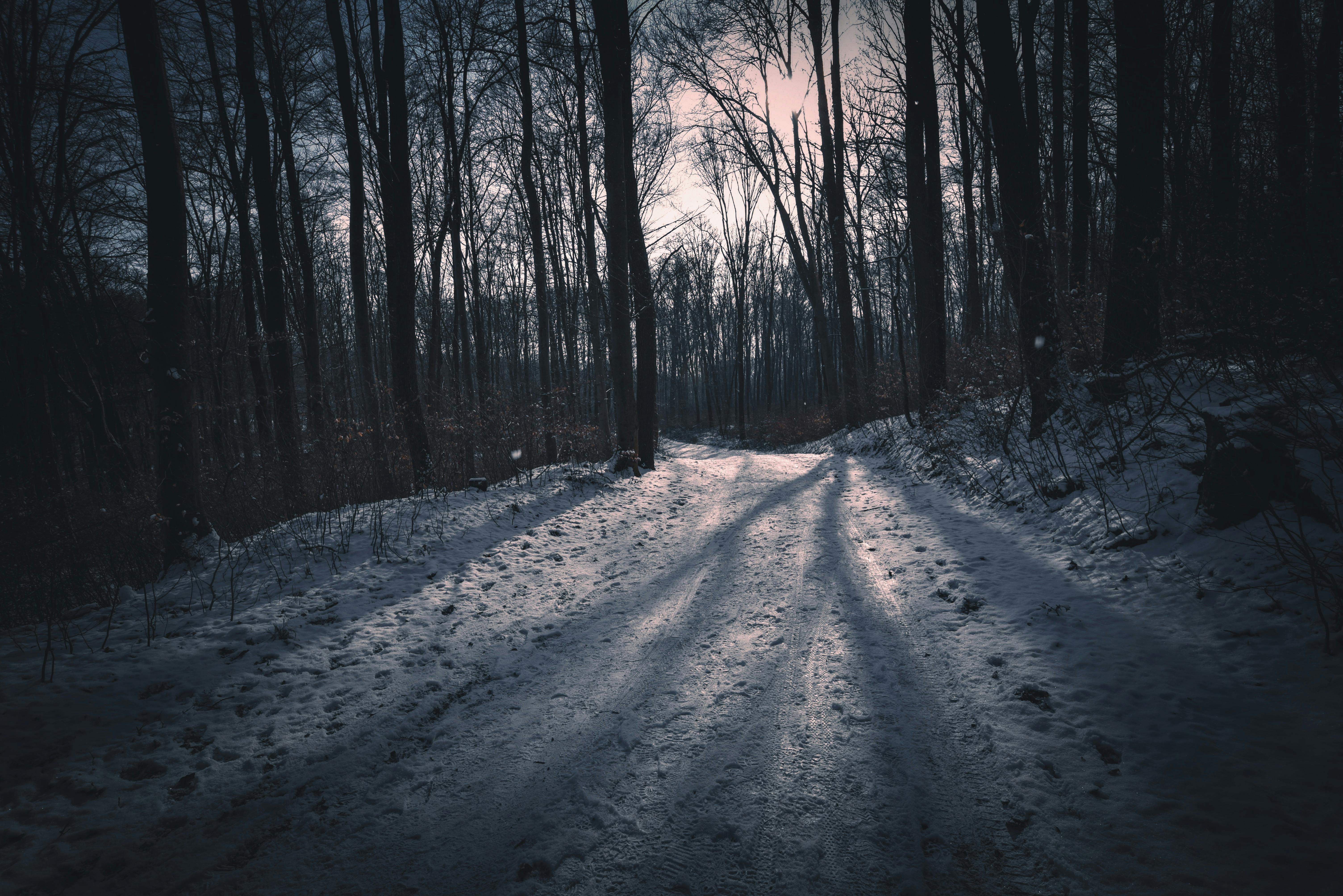 A dark path in the woods with trees and shadows · Free Stock Photo