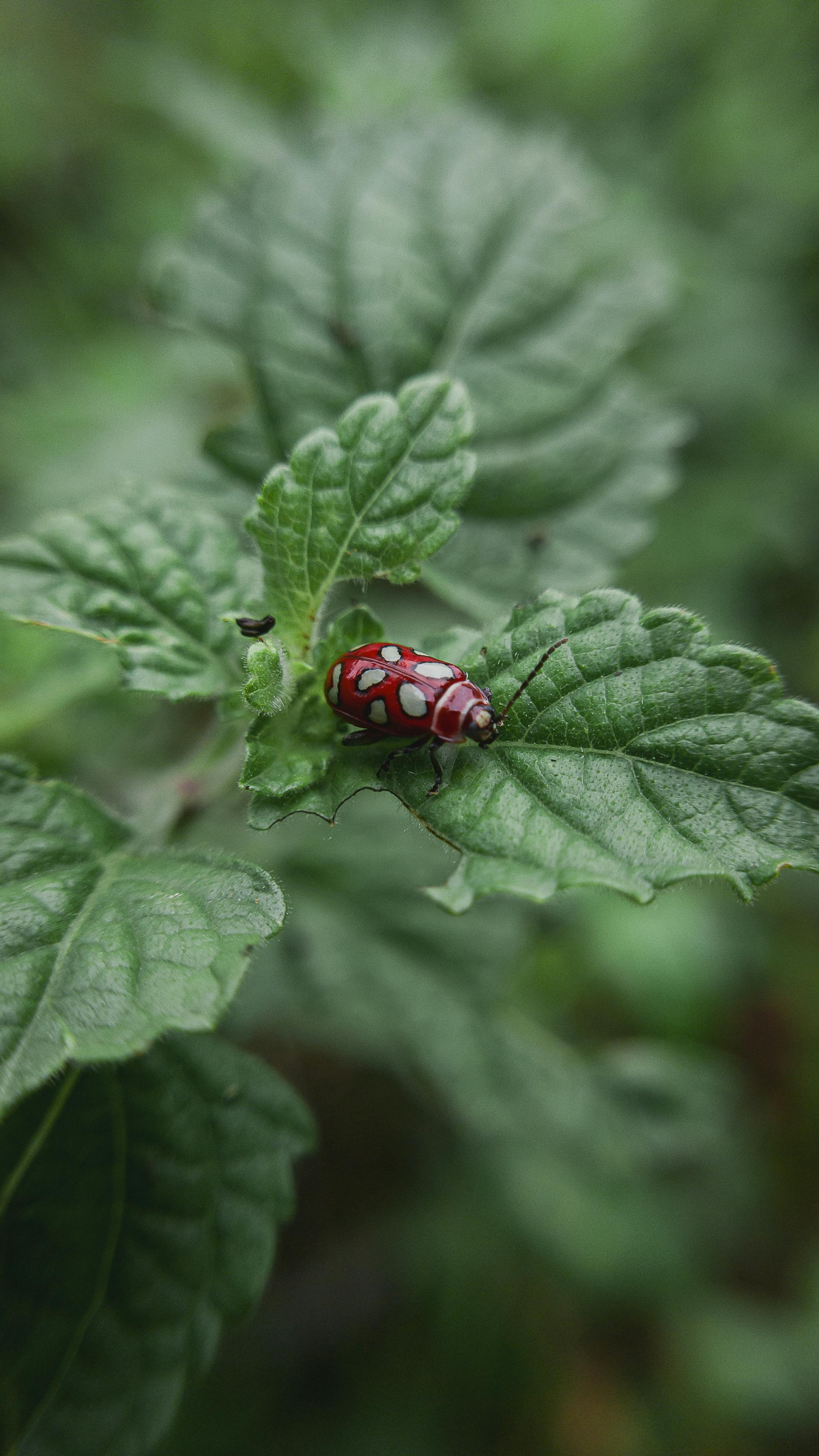 Skrivbordsunderlagg Bug Photos, Download The BEST Free ...