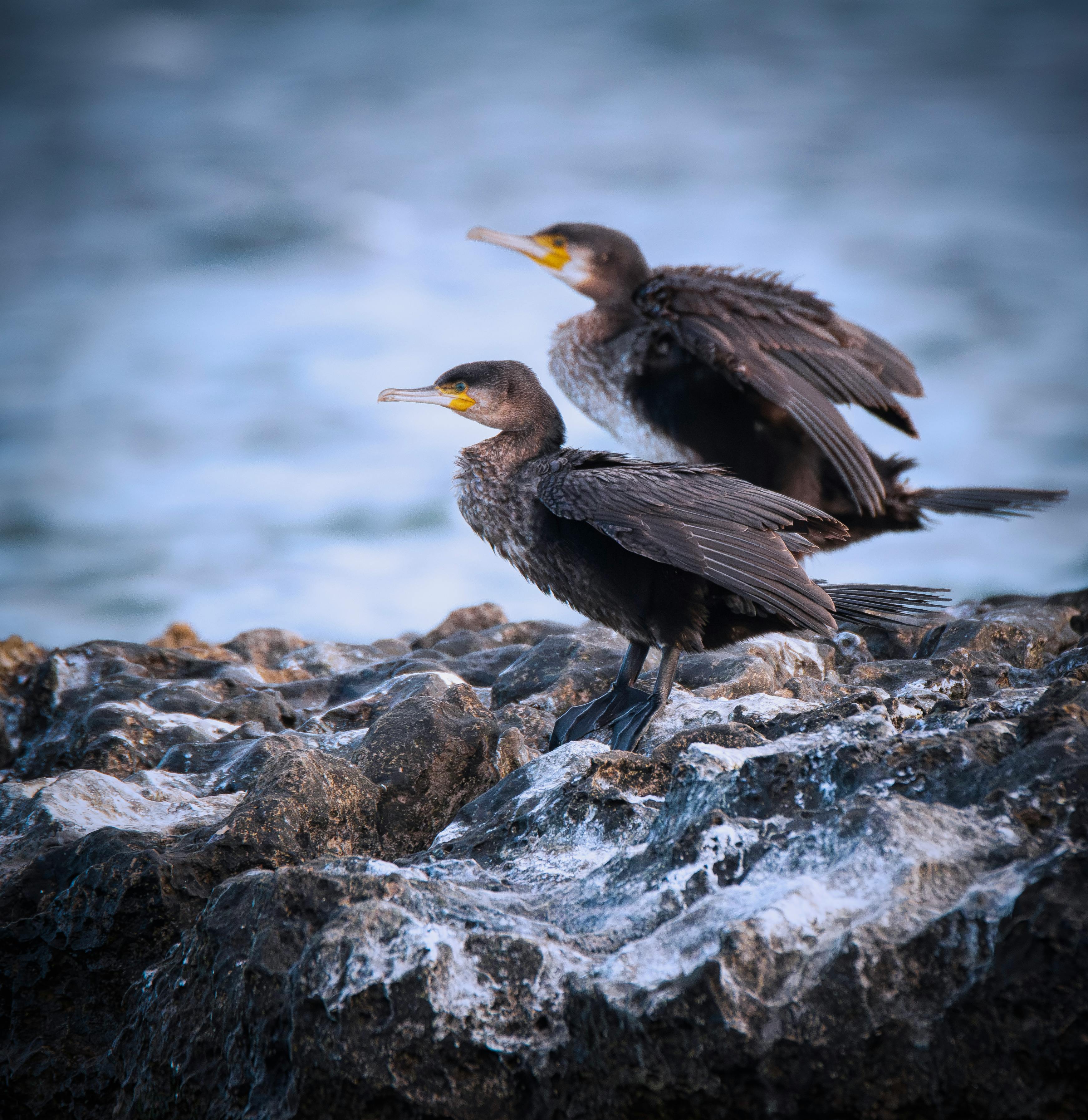 Great Cormorants in Nature · Free Stock Photo
