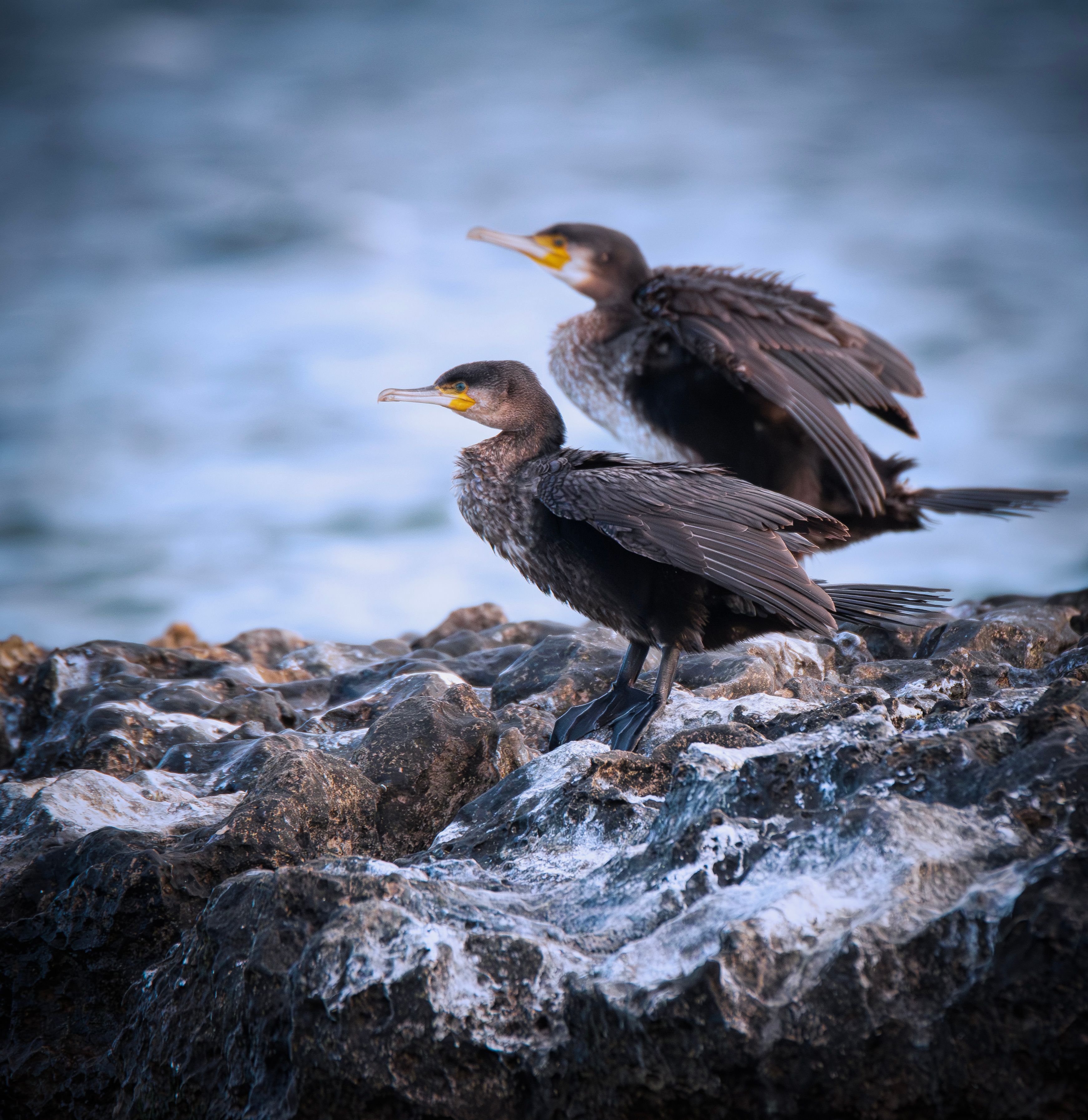 Great Cormorants in Nature · Free Stock Photo