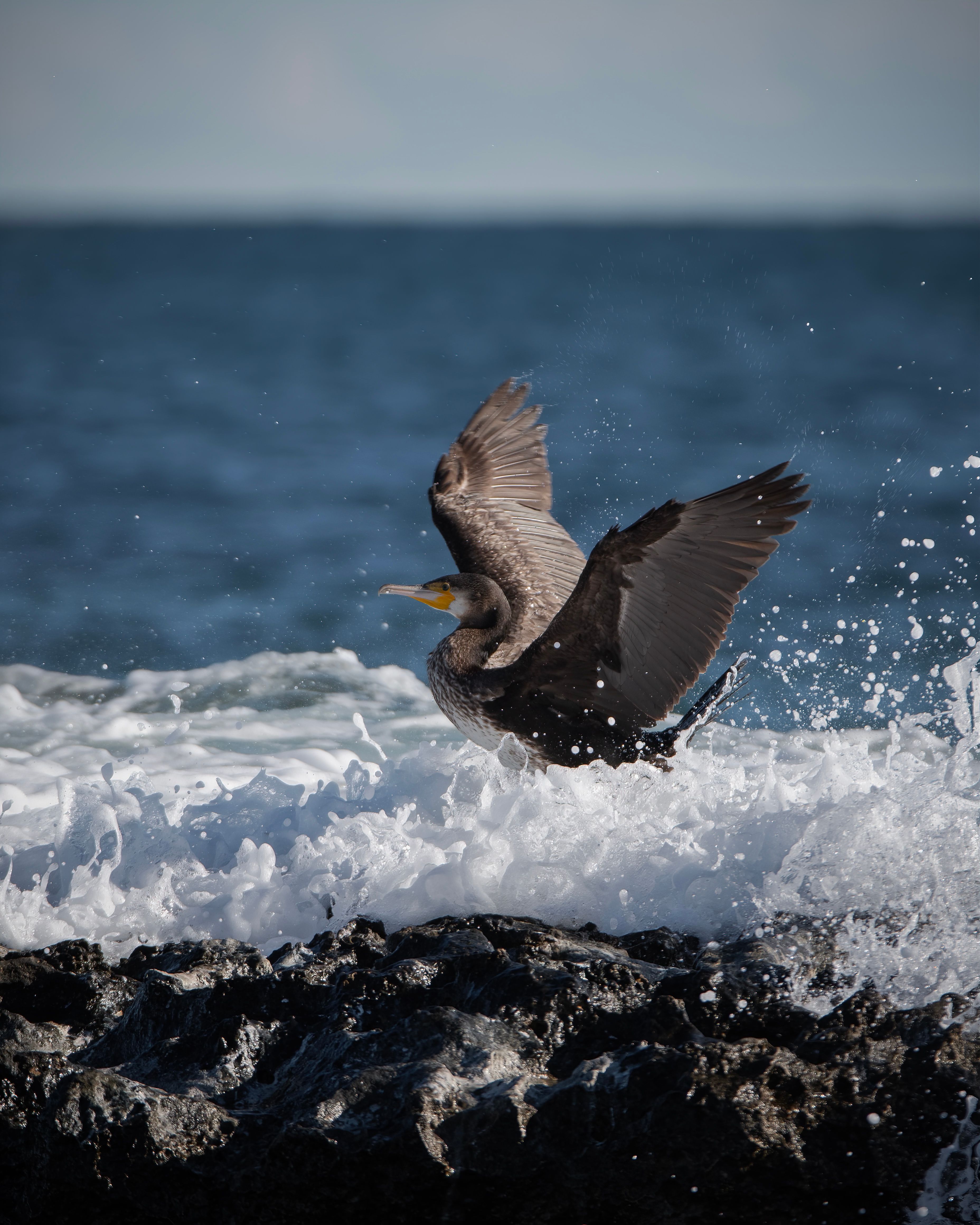 Great Cormorant on Wave on Sea Shore · Free Stock Photo