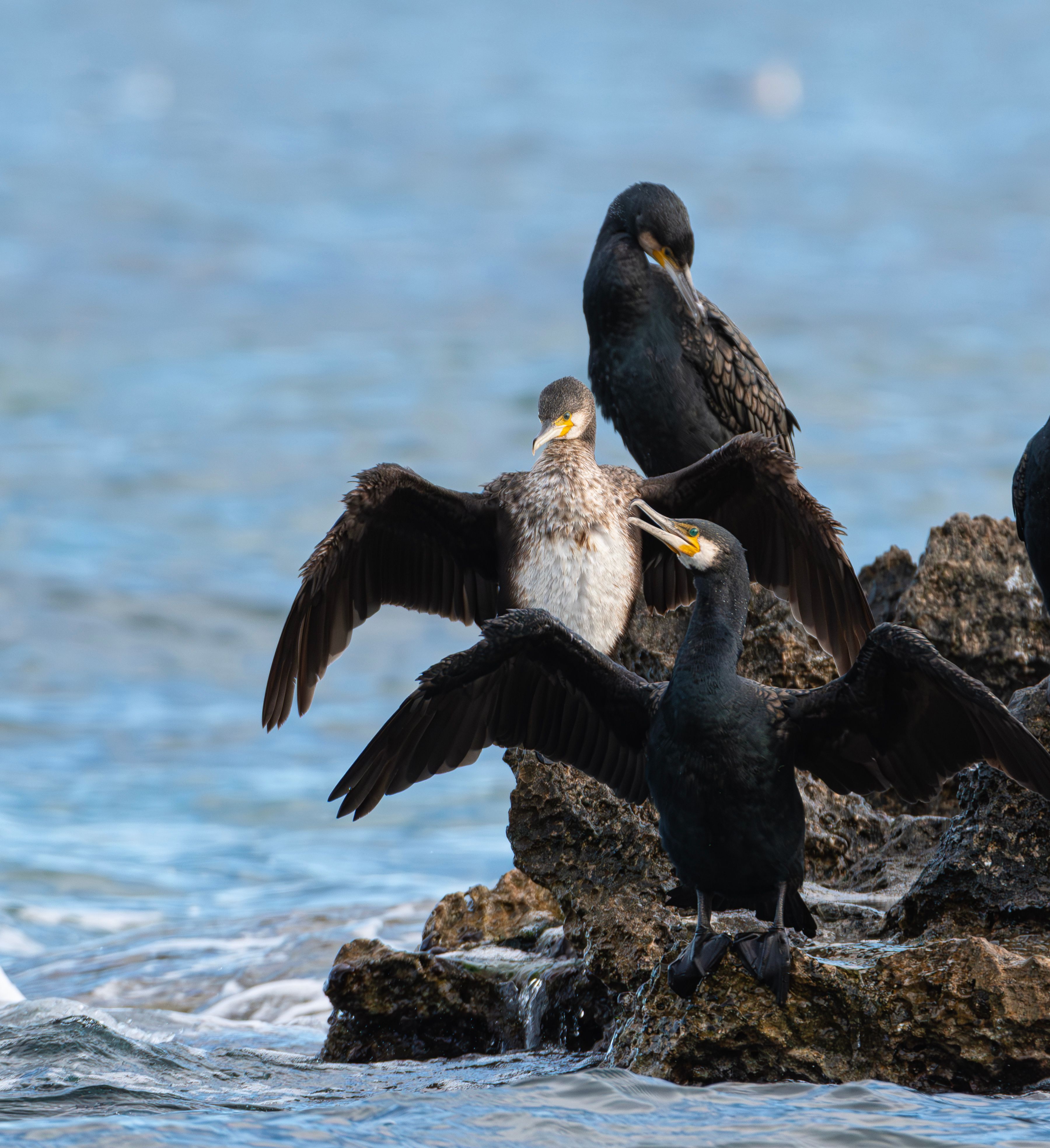Natureflying Birds Photos, Download The BEST Free Natureflying Birds ...