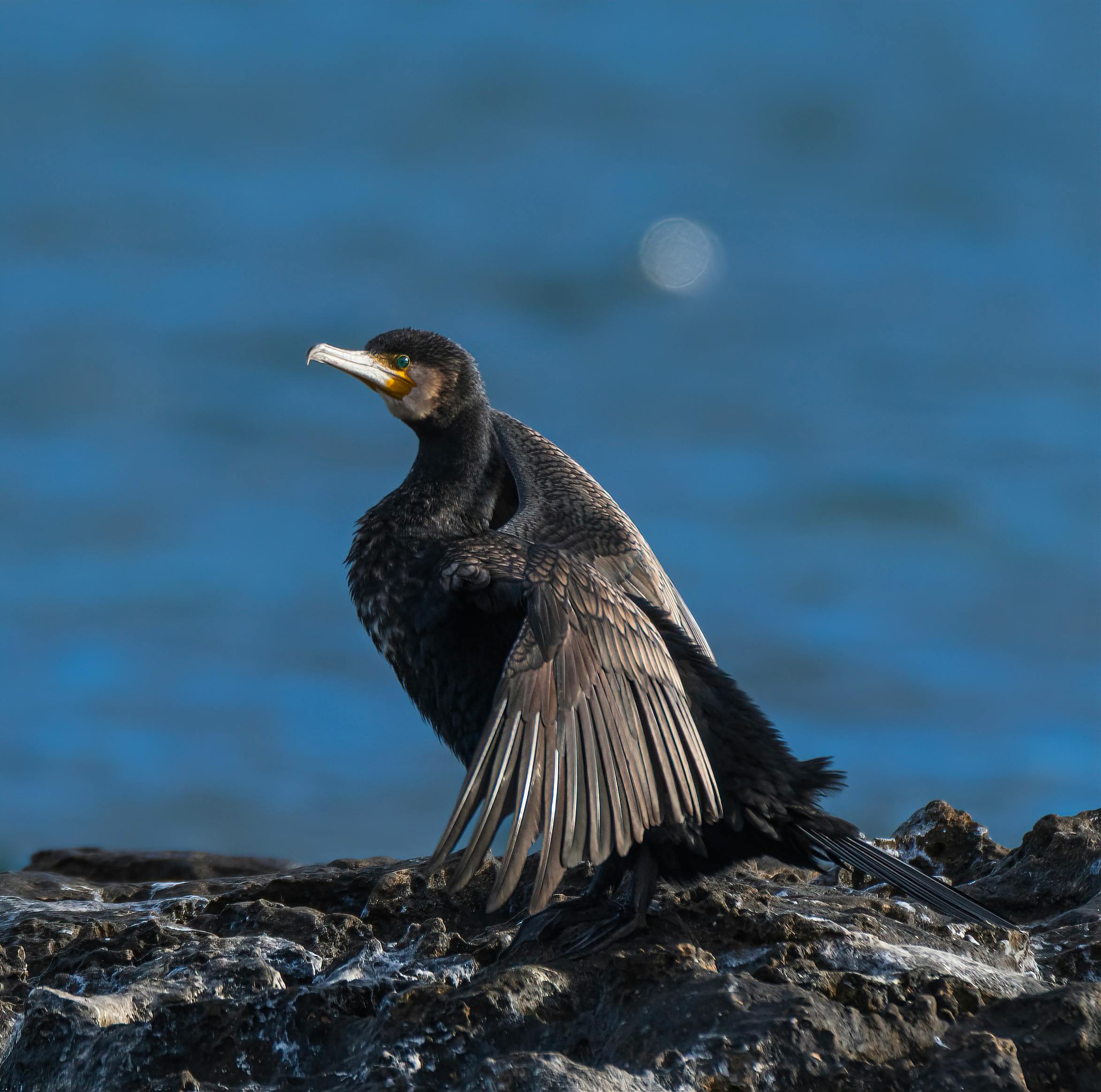 Cormorant Bird in Nature · Free Stock Photo