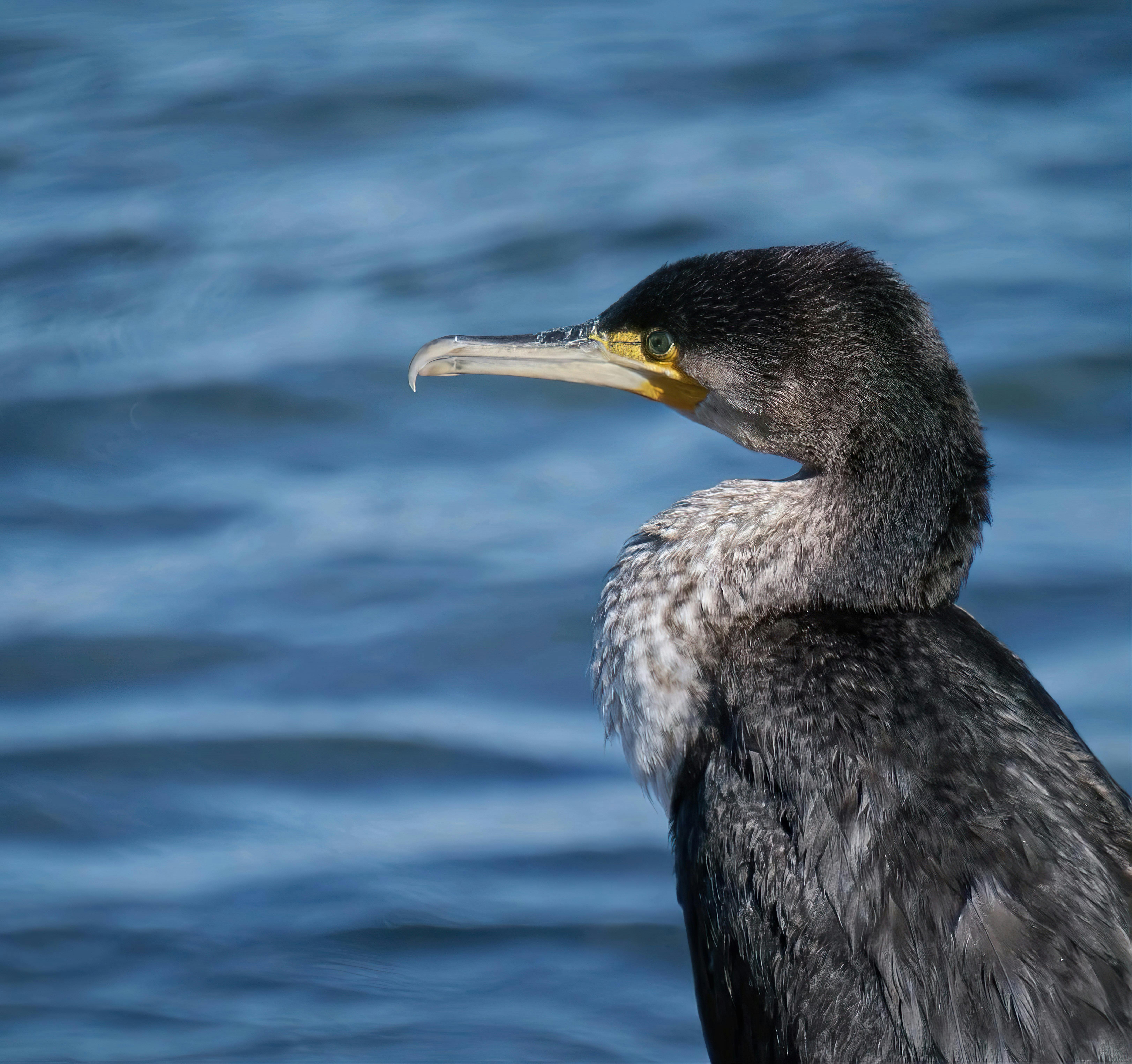 Portrait of Cormorant · Free Stock Photo