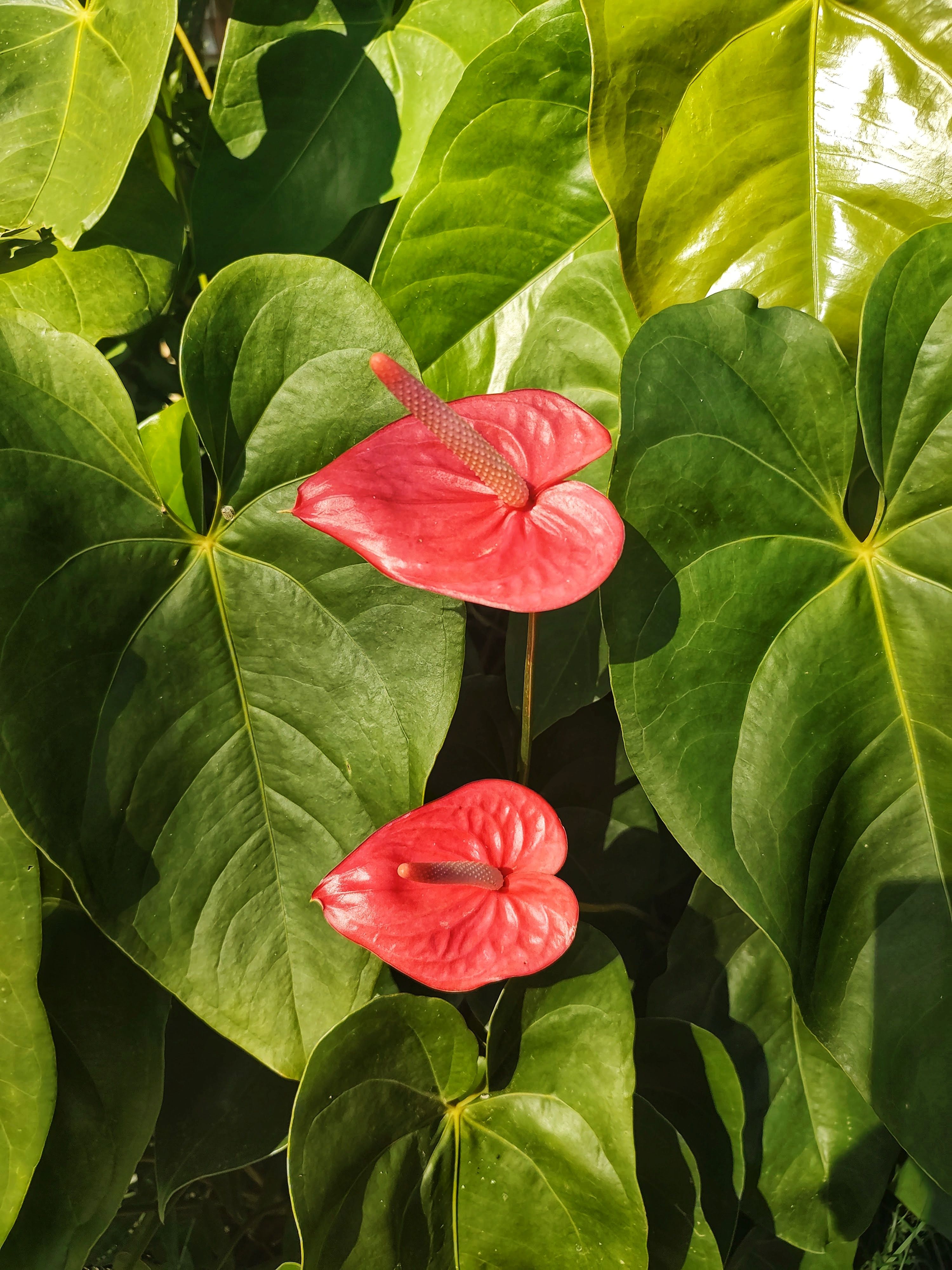 Anthurium andraeanum Flower and Leaves · Free Stock Photo
