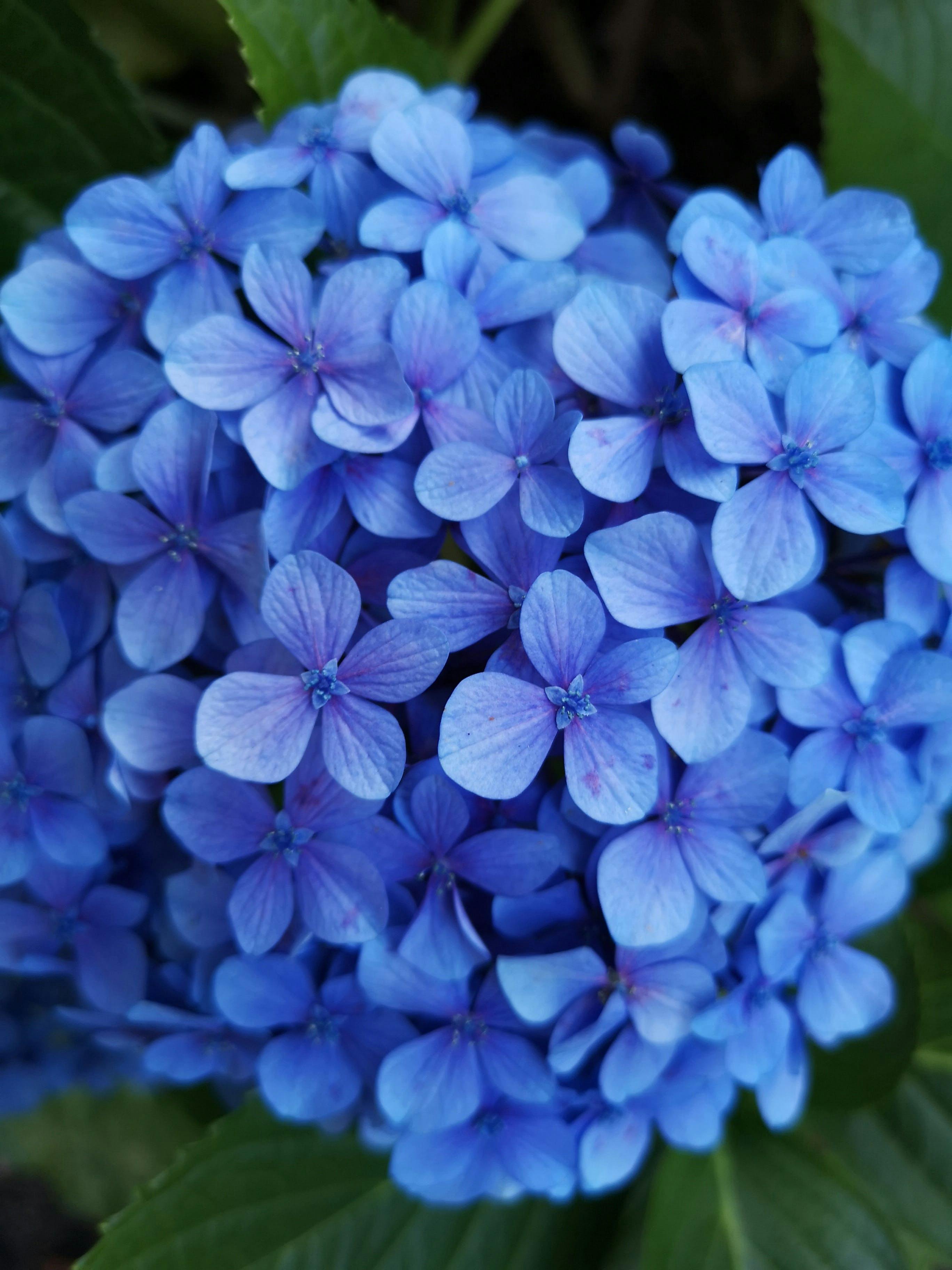 Close up of Blue Flowers · Free Stock Photo