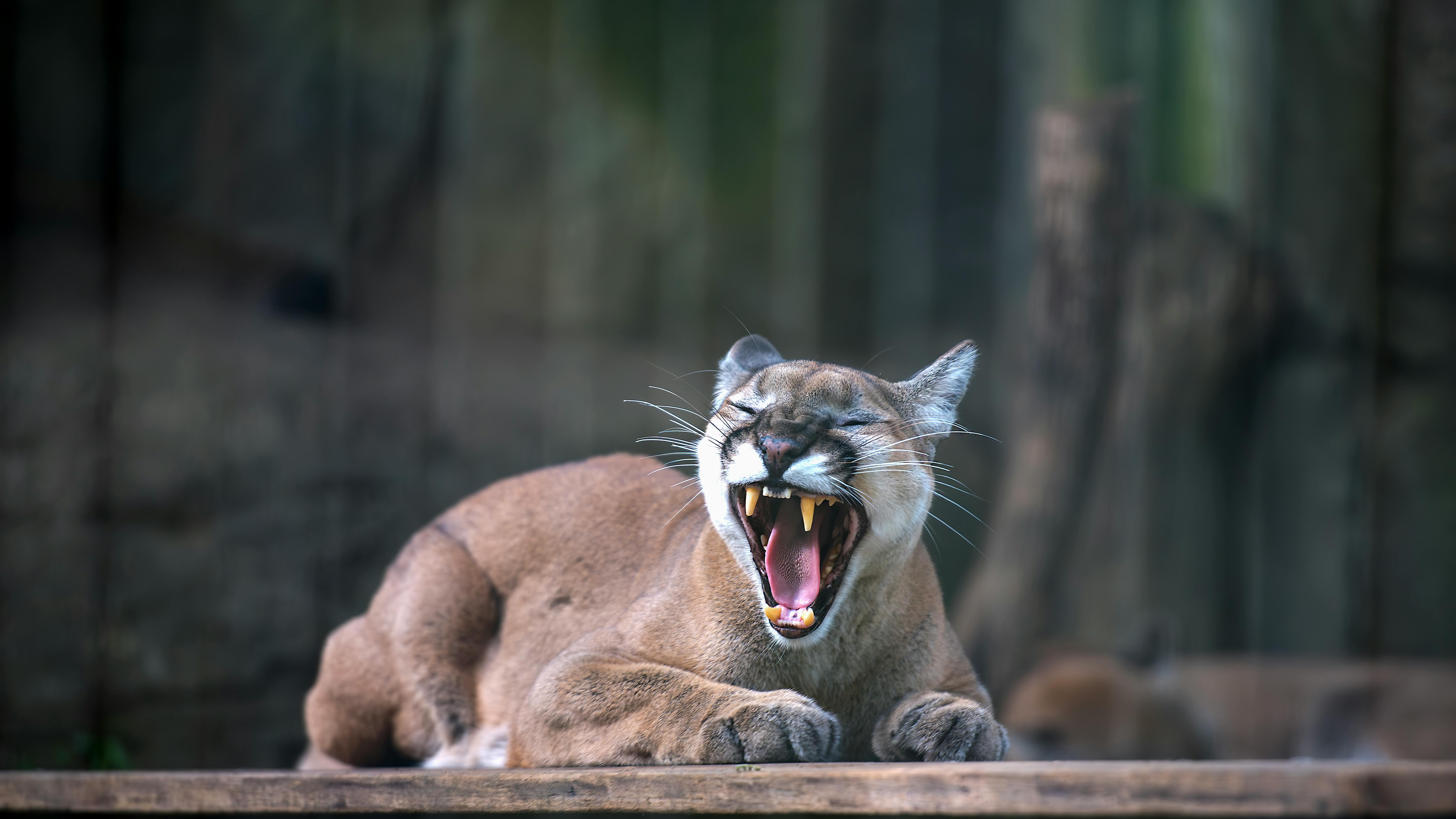 Foto stok gratis tentang alam, beristirahat, binatang buas, binatang ...